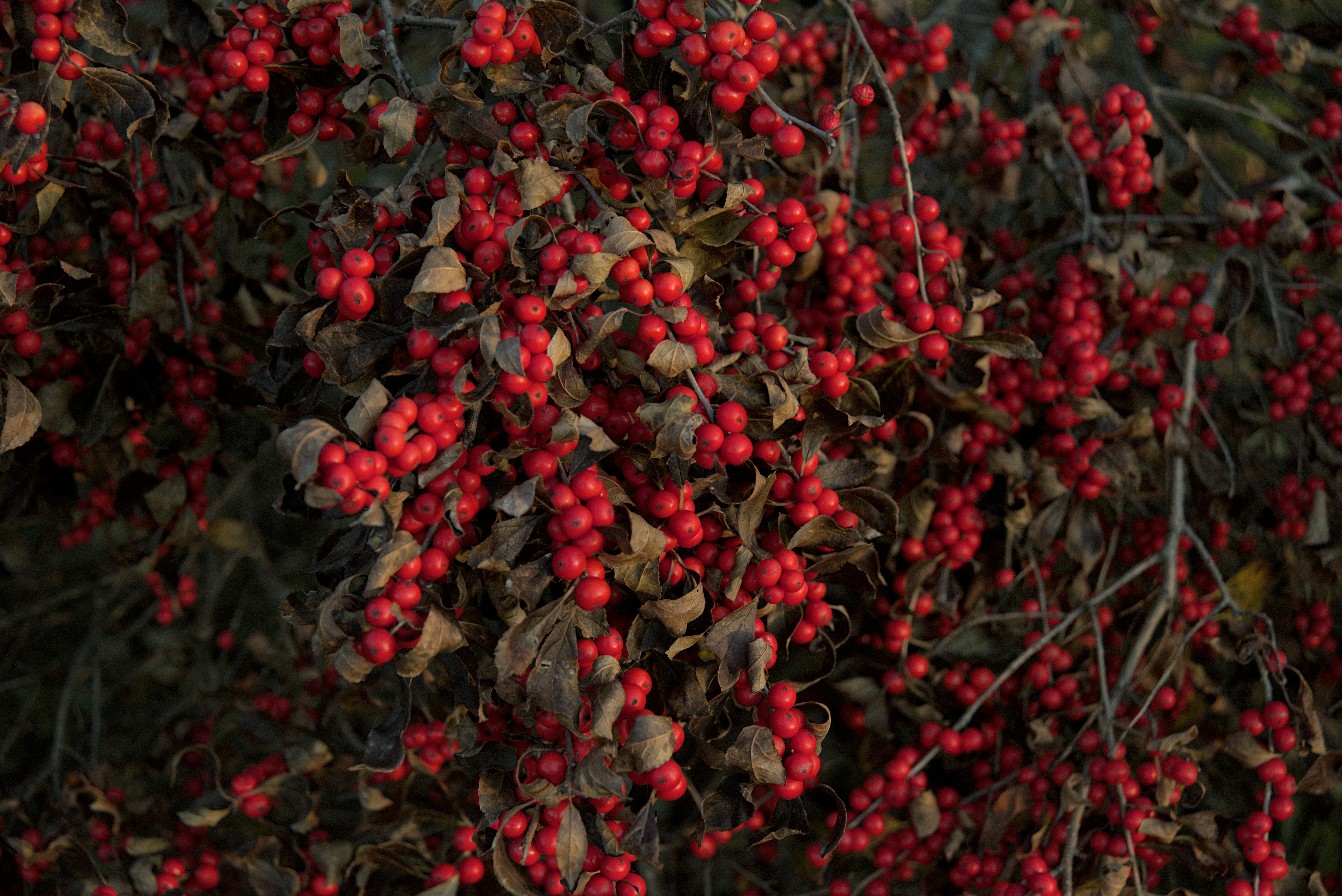 Secrest Arboretum Wooster, OH