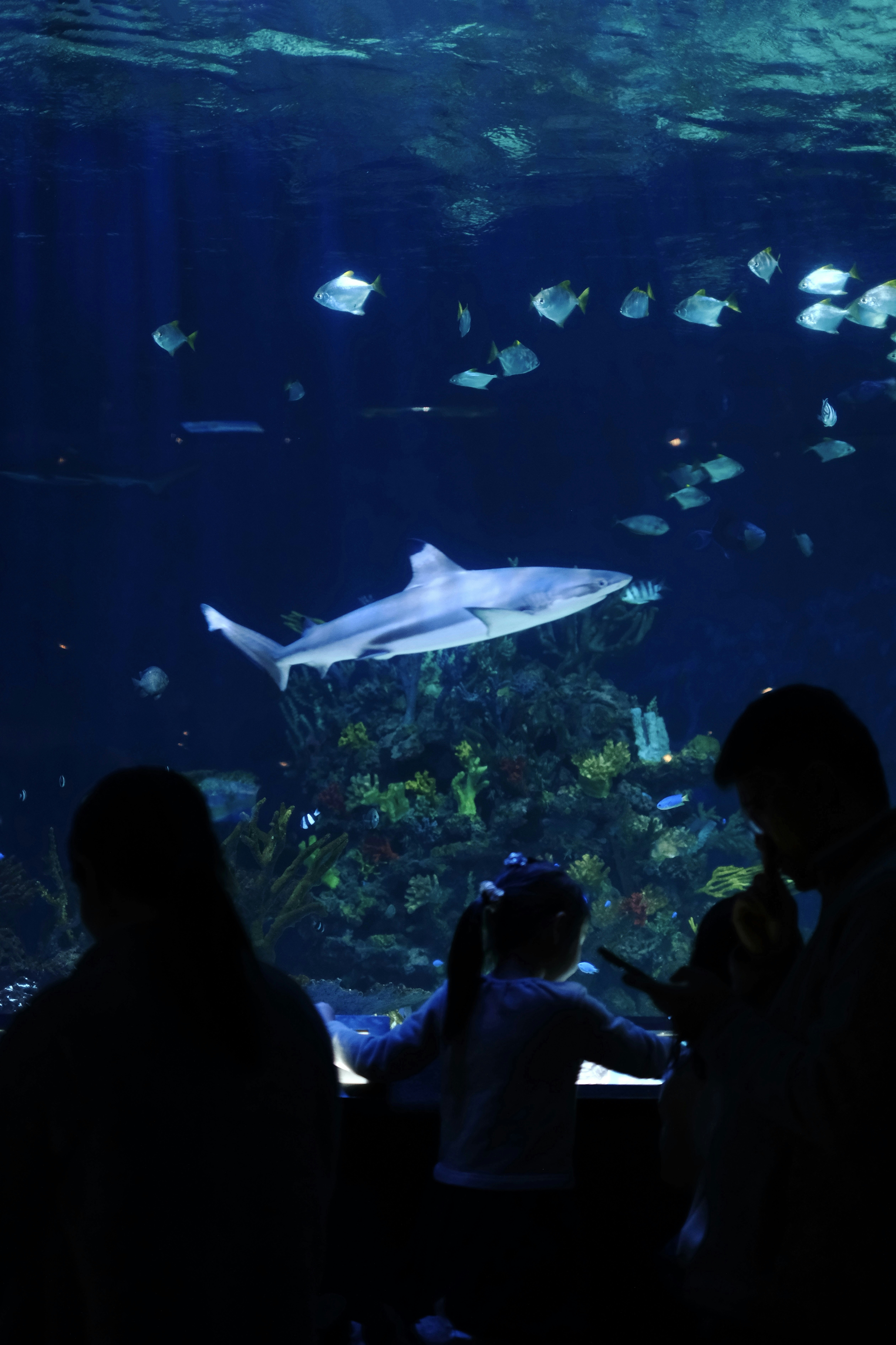 Instagram - @kaprion