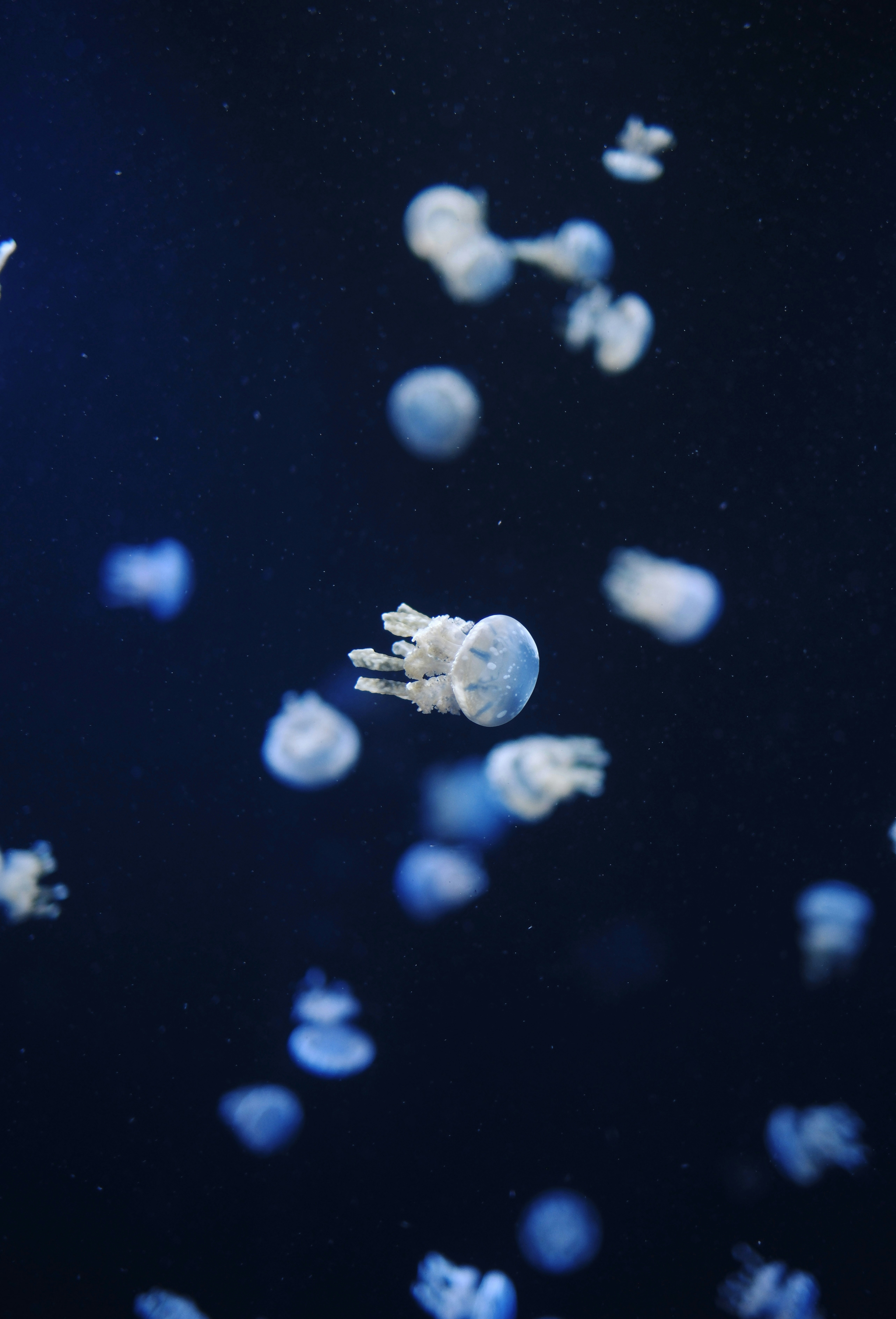 Instagram - @kaprion