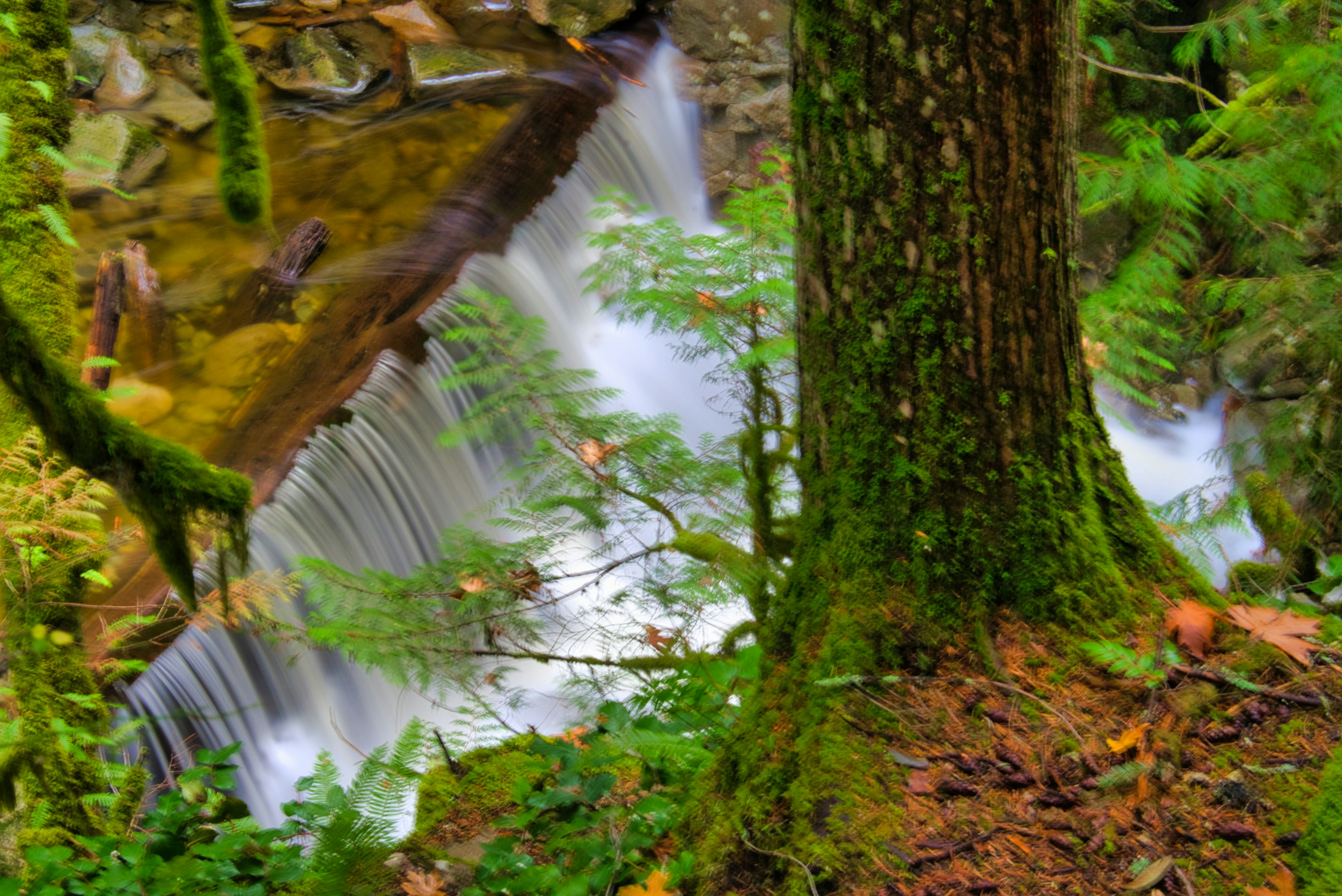 Emerald Cascade Between Moss-Cloaked Trunks