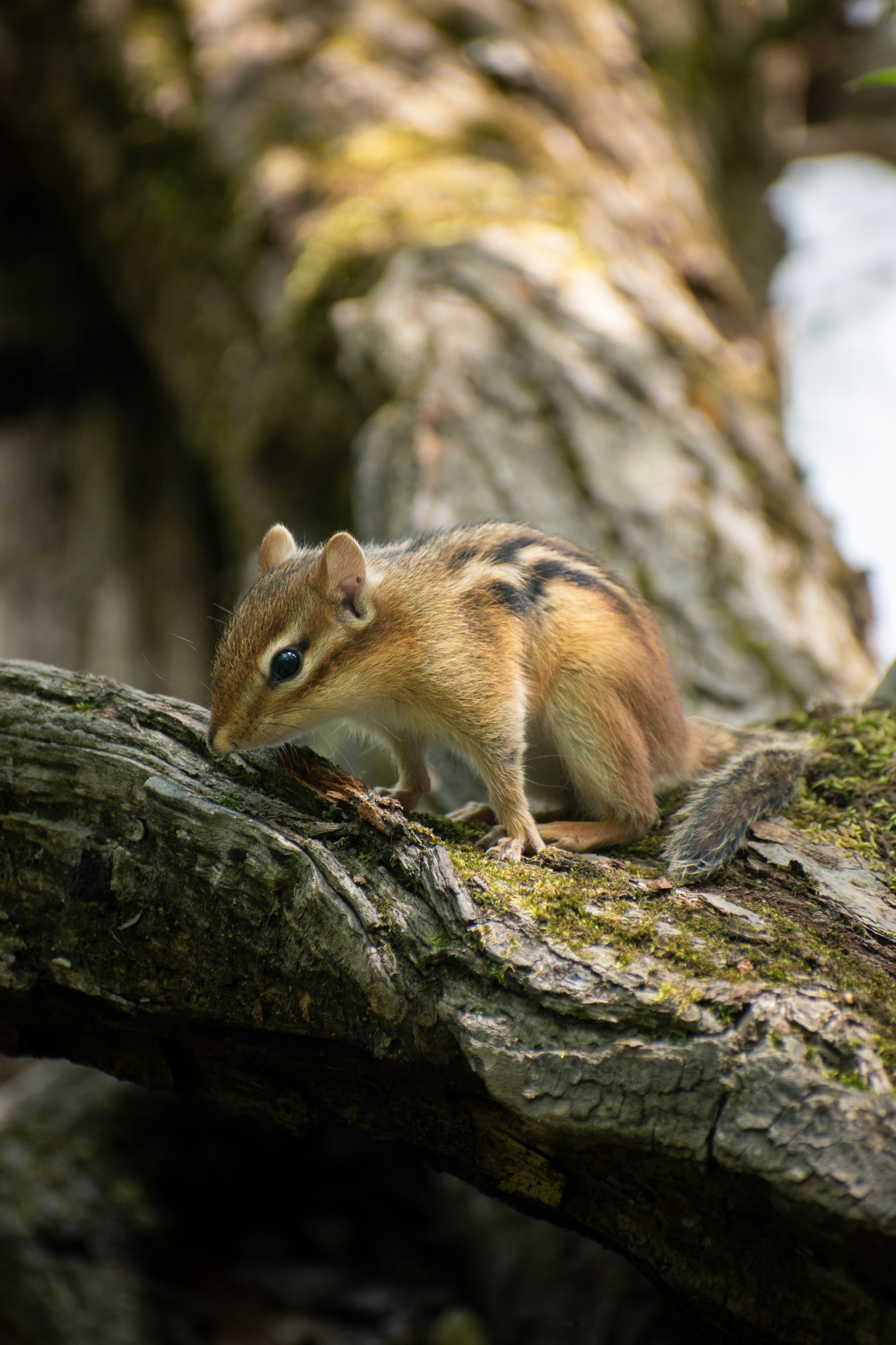 Dappled Forest Scout: Chipmunk on a Mossy Log