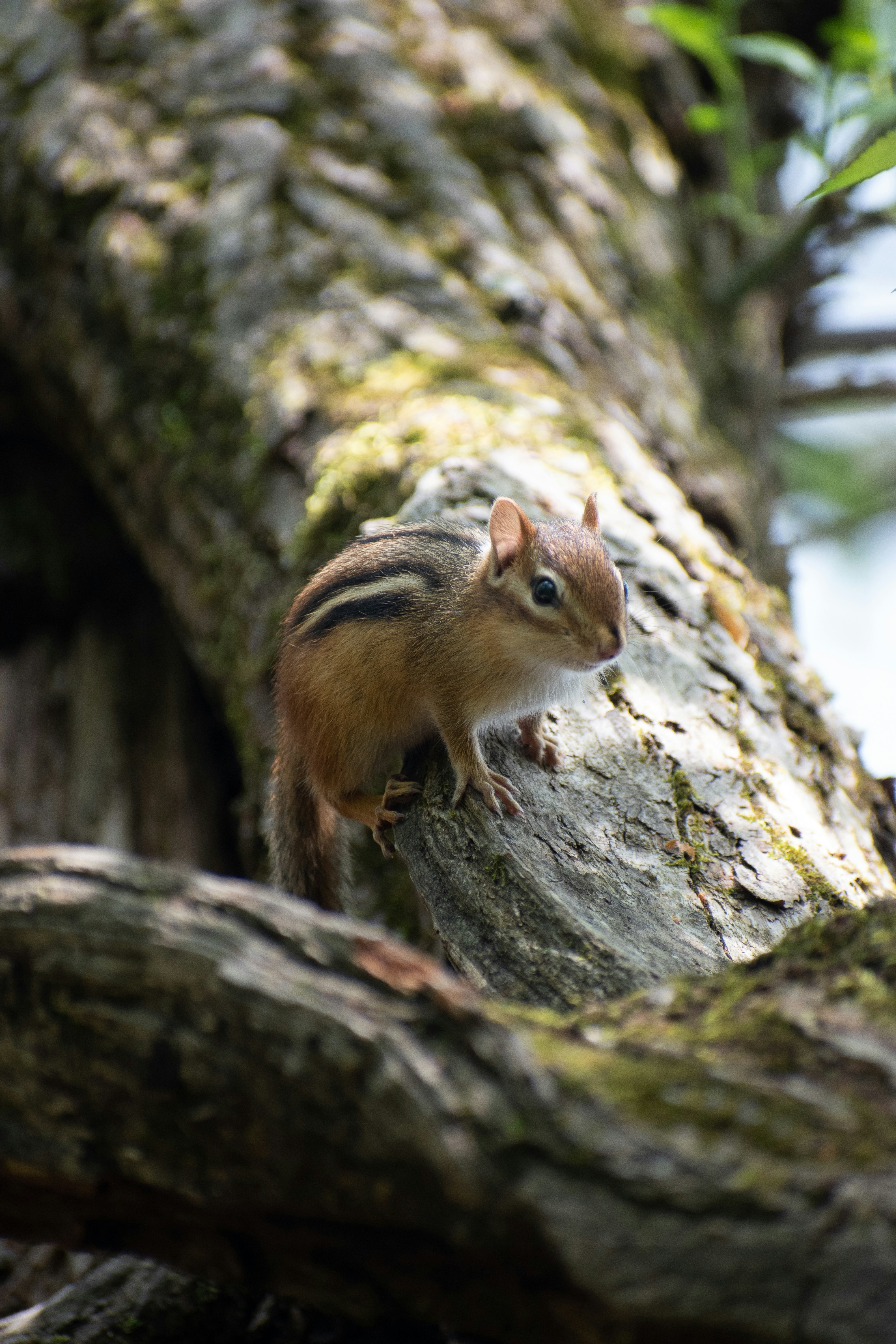 Photo by Josh Karbowiak with Nikon D5500