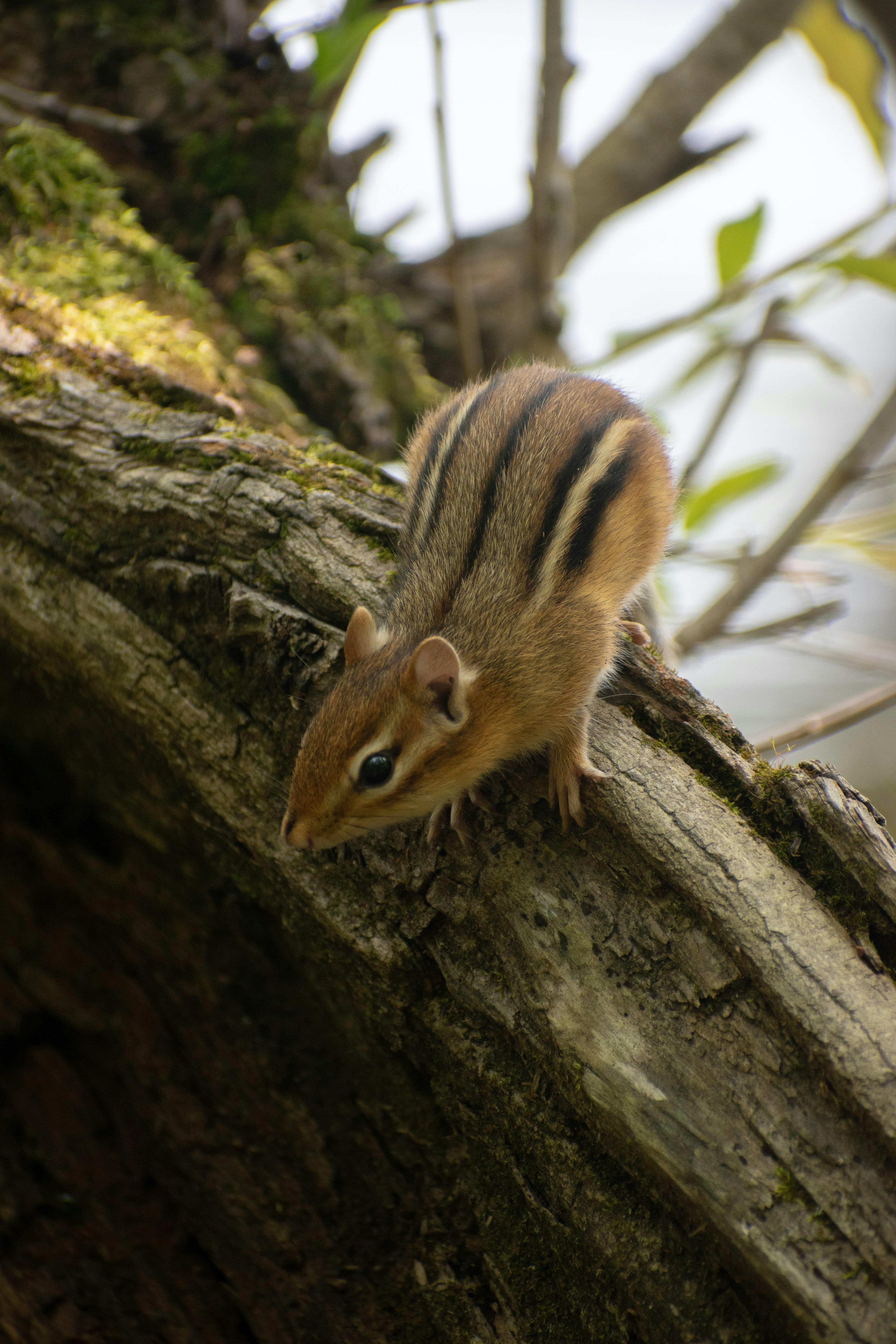 On the Mossy Ridge: a chipmunk's careful descent