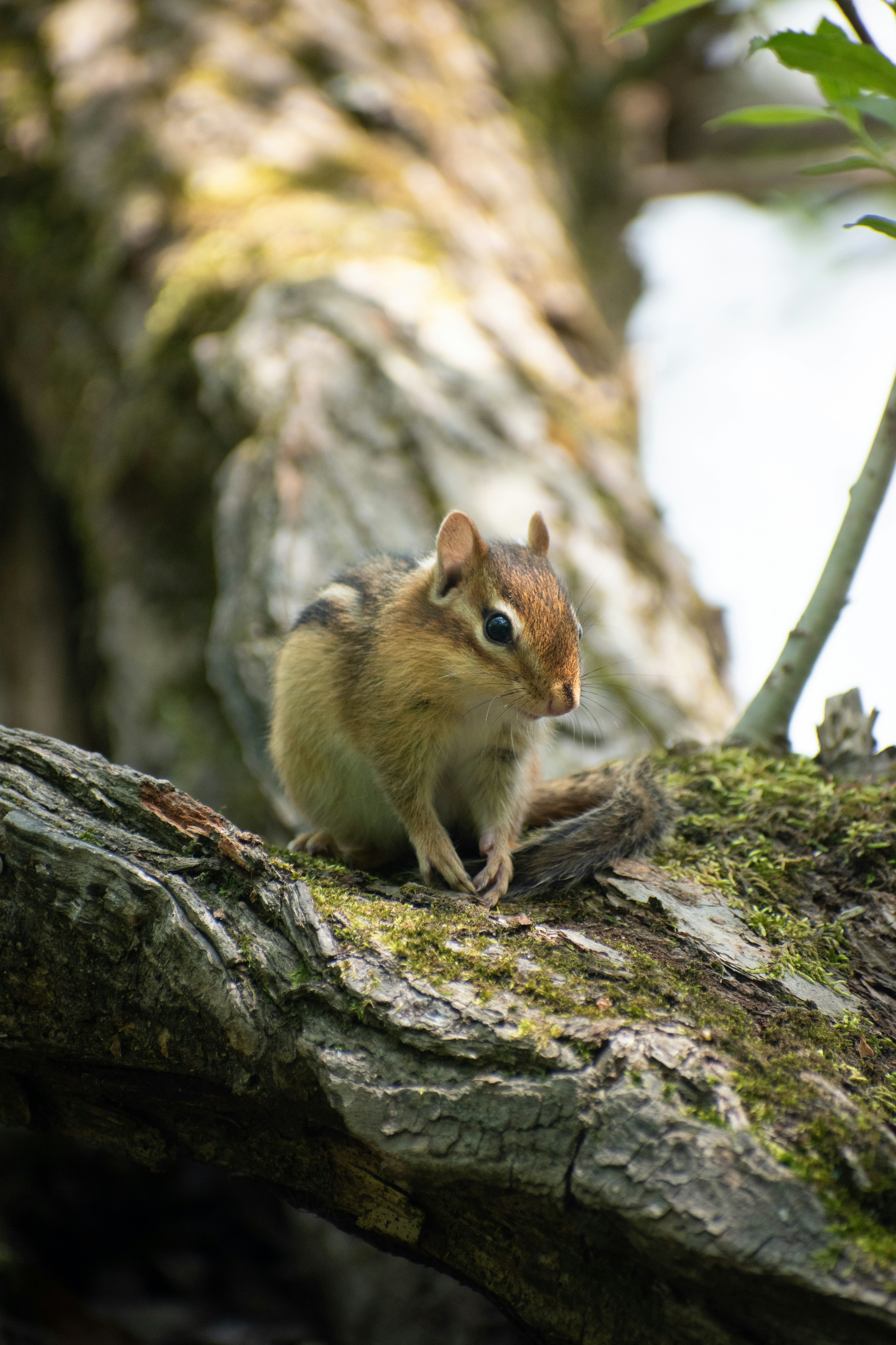 A Curious Chipmunk Watches from a Mossy Log in Soft Forest Light