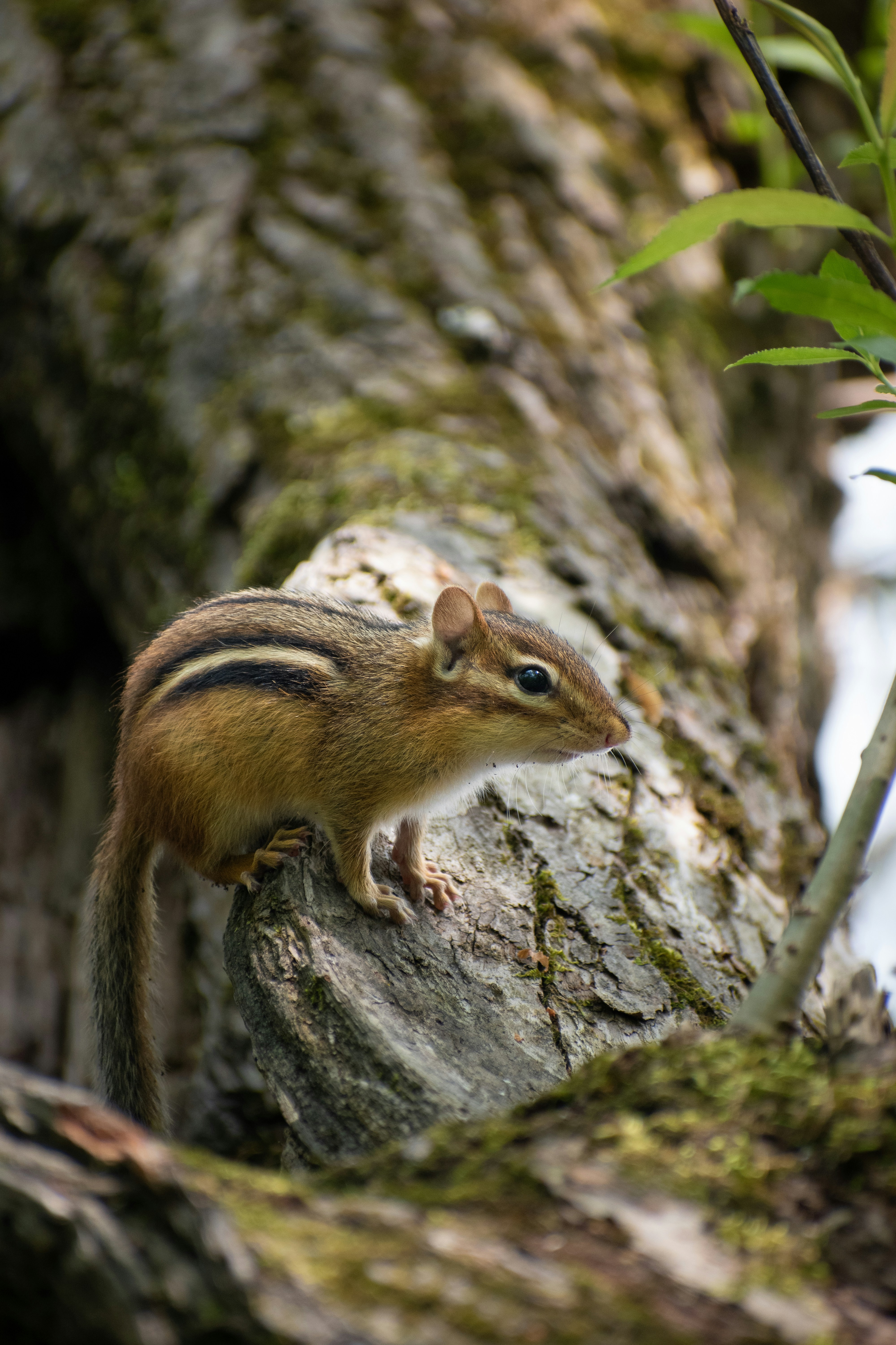 Photo by Josh Karbowiak with Nikon D5500