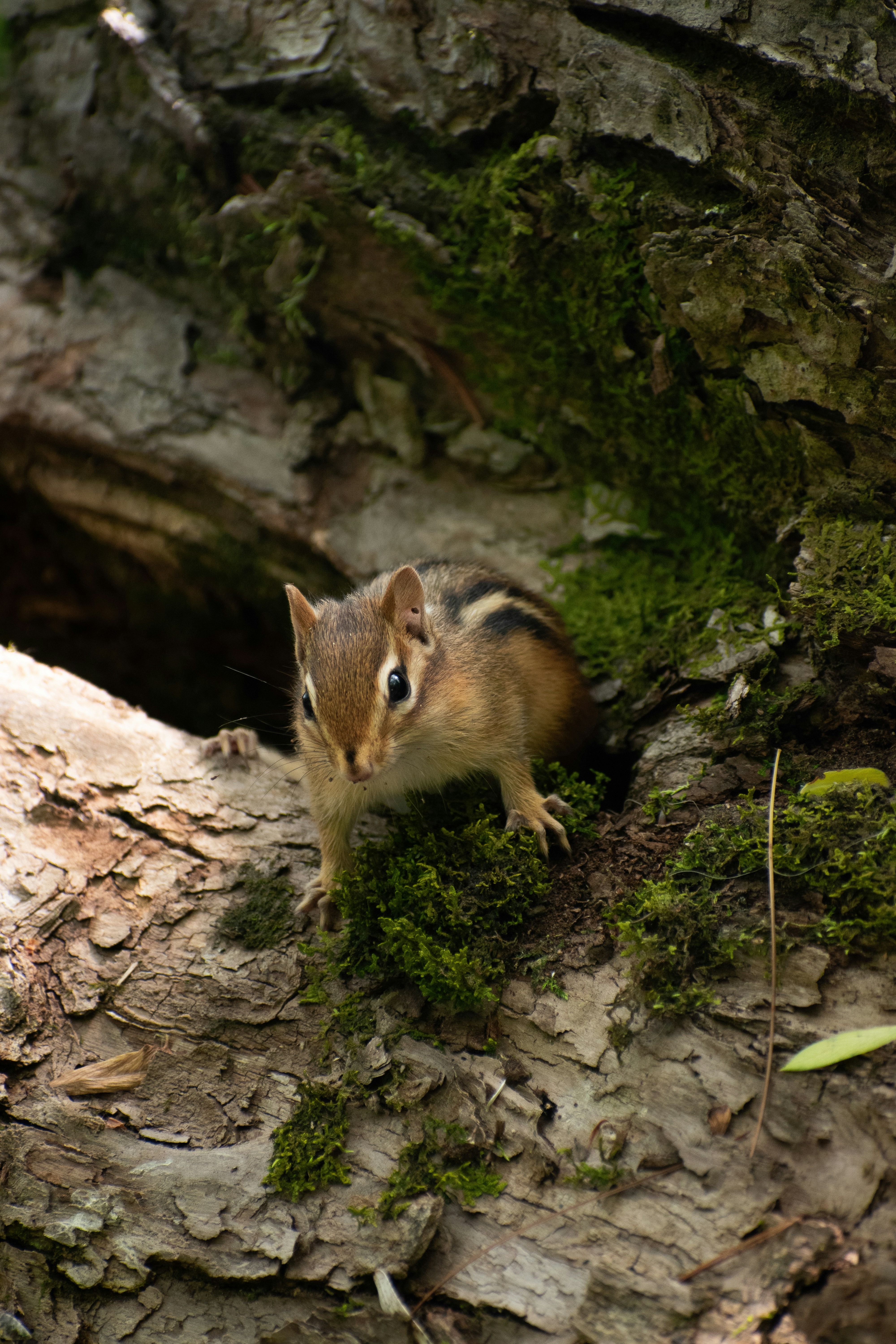 Curious Chipmunk Emerges from a Mossy Rock Crevice