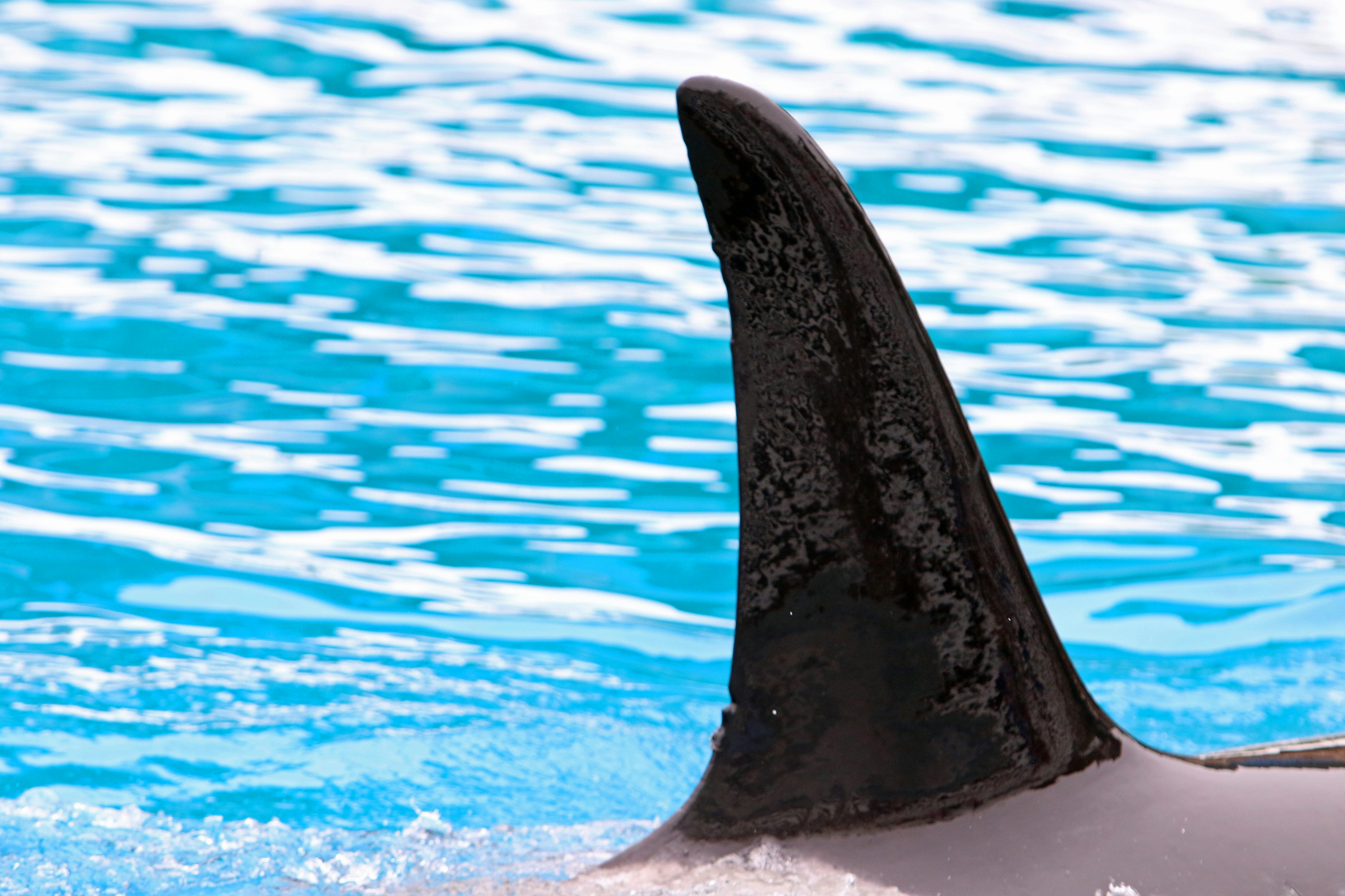 Orca fin emerges from bright blue water photo – Free Animal Image on ...