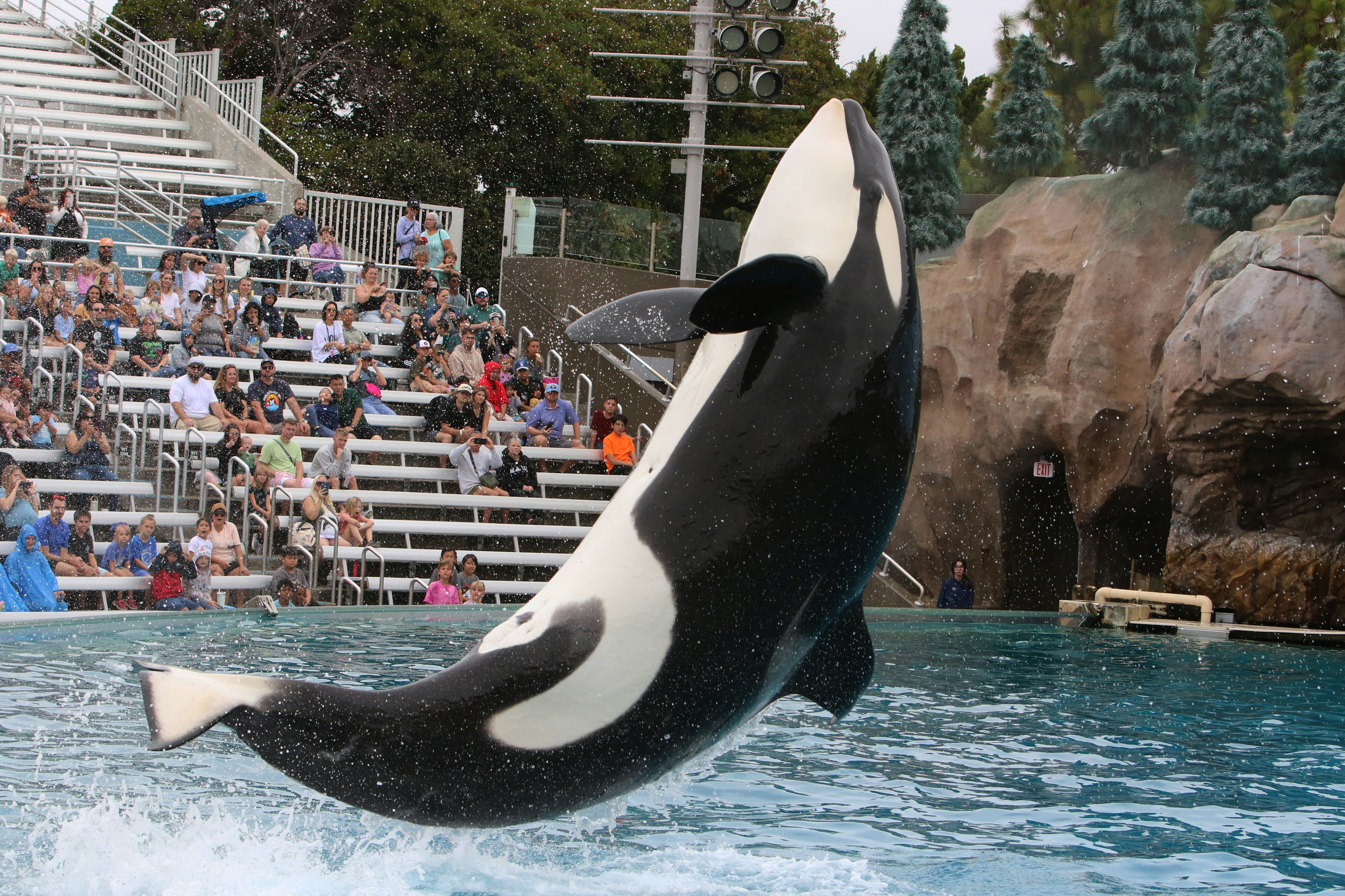 Orca in mid-air: a dramatic arc over a crowded marine show pool