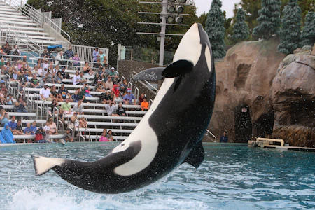 Orca in mid-air: a dramatic arc over a crowded marine show pool