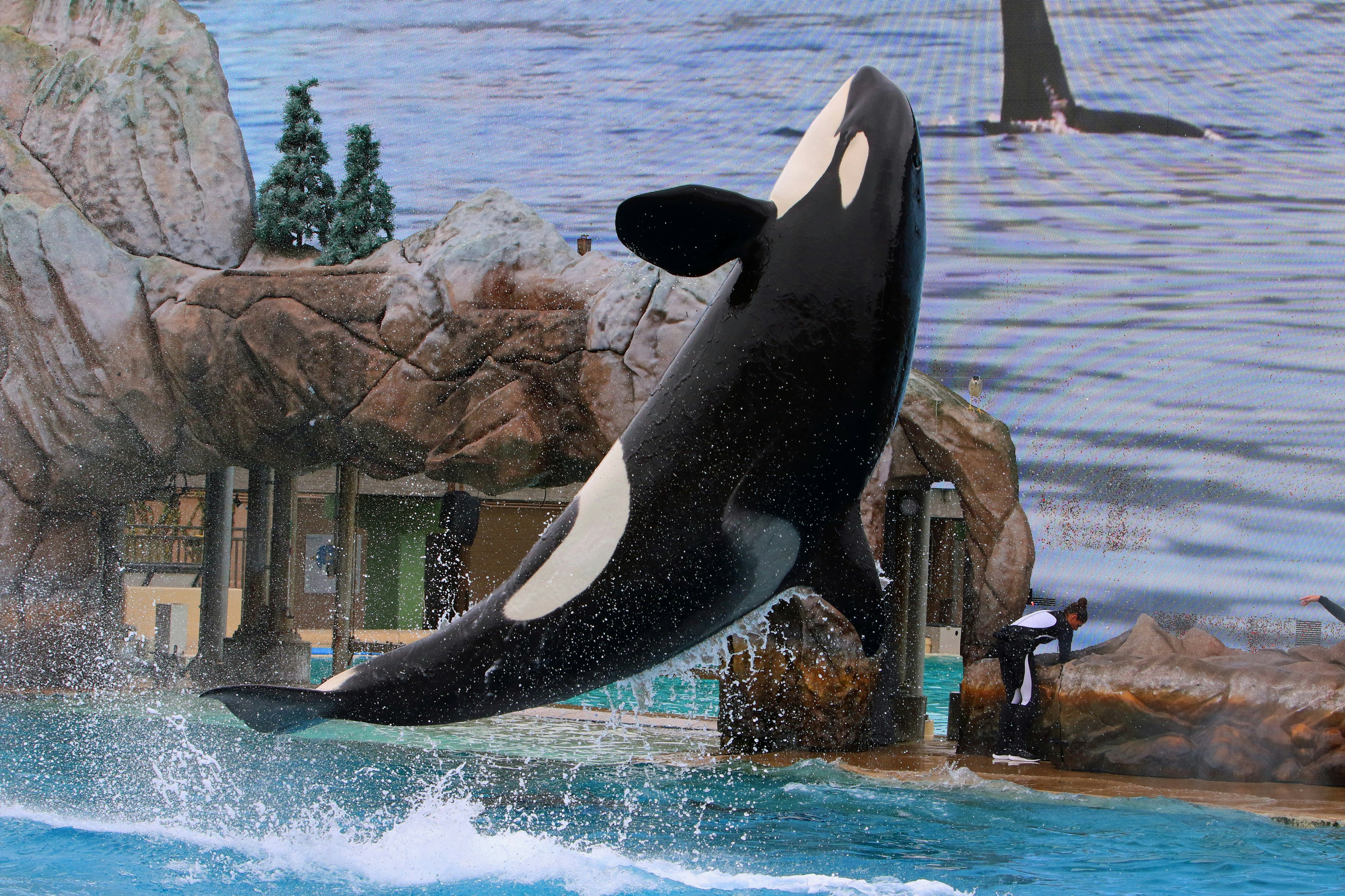 Aerial Orca: Precision Leap Over a Marine Park Pool