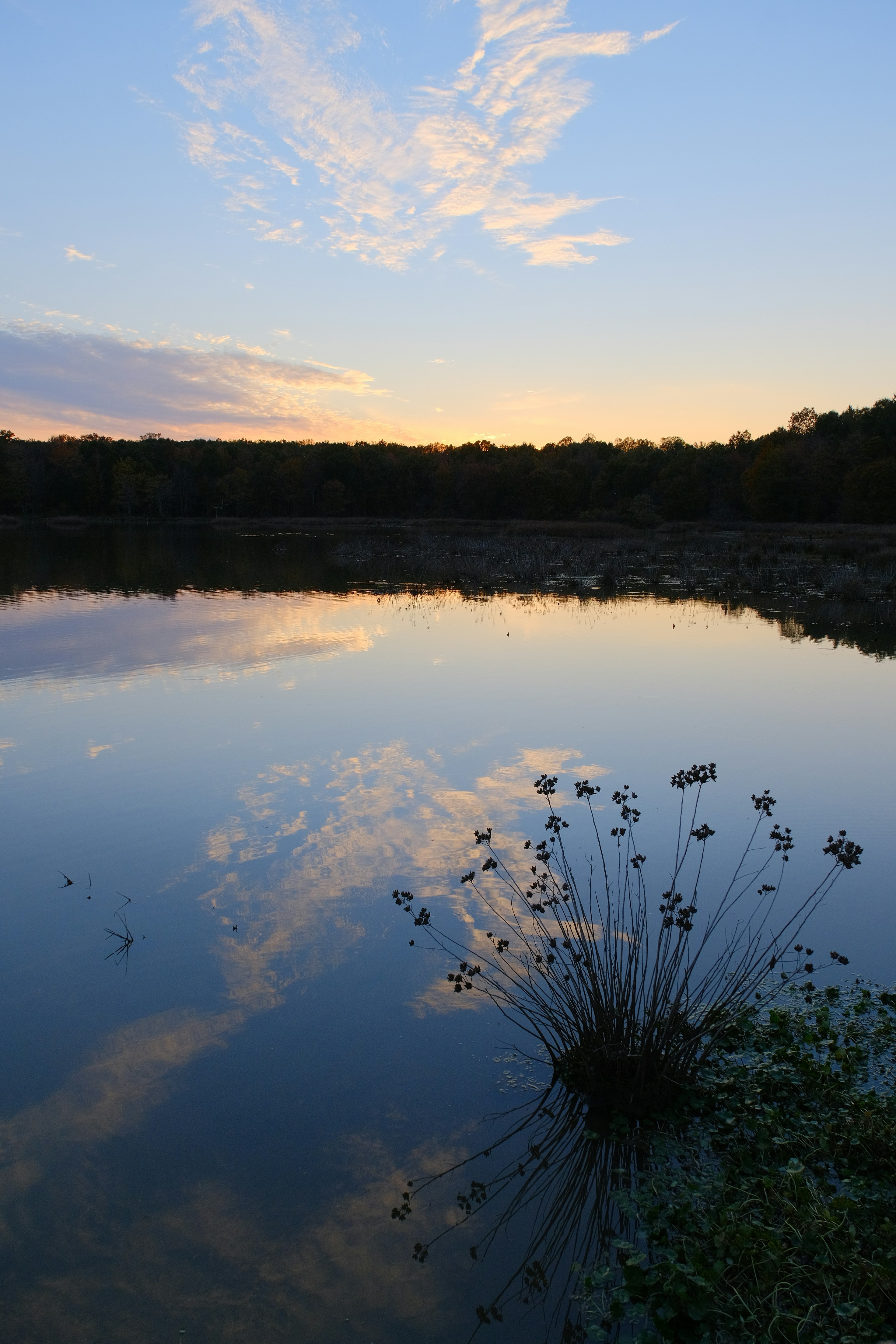 Dusk Reverie by the Lake: A Riverside Plant Reaches Toward Reflected Clouds