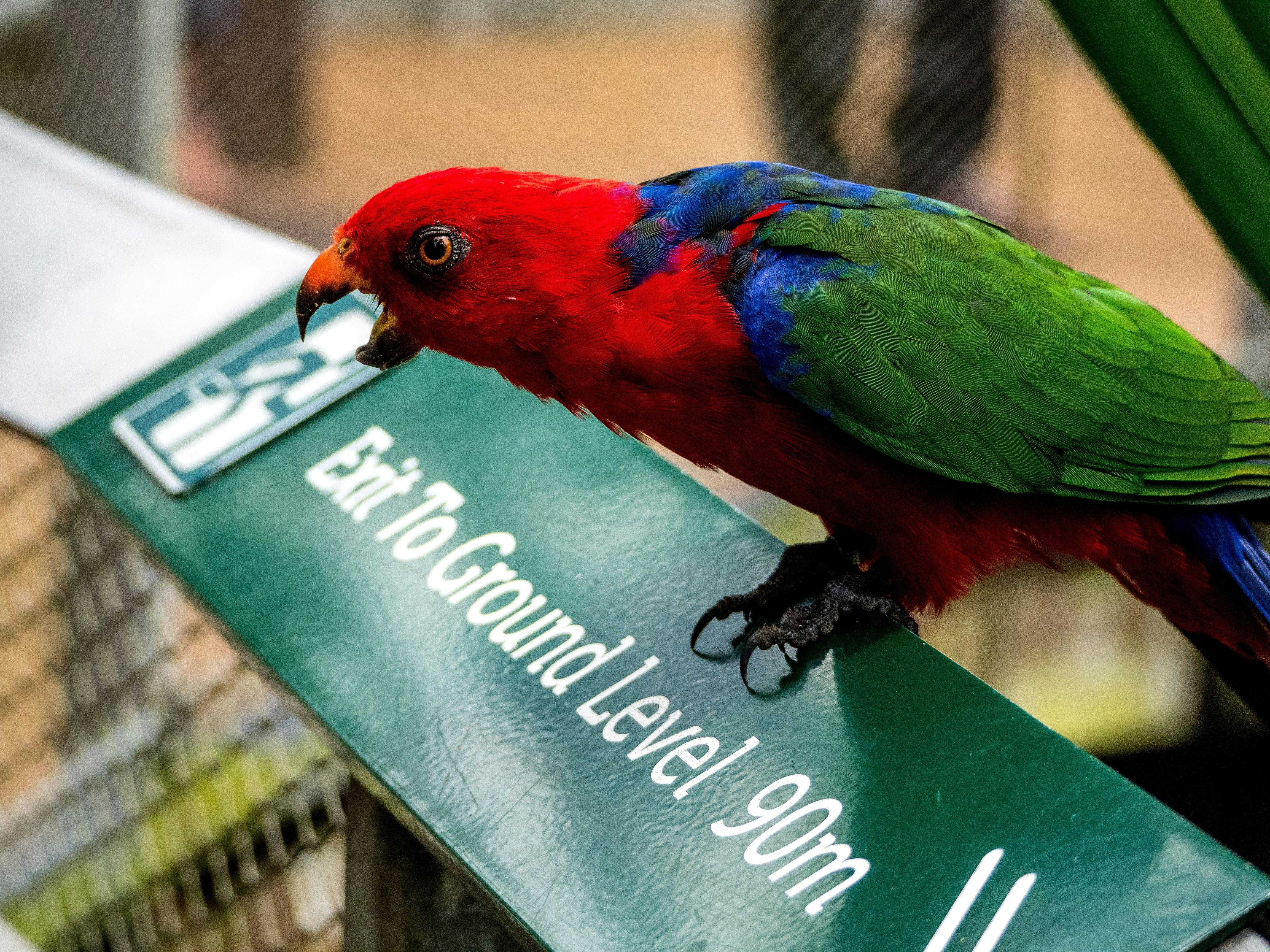 Crimson Lorikeet on a Green Signpost: Emerald Wings in the Frame