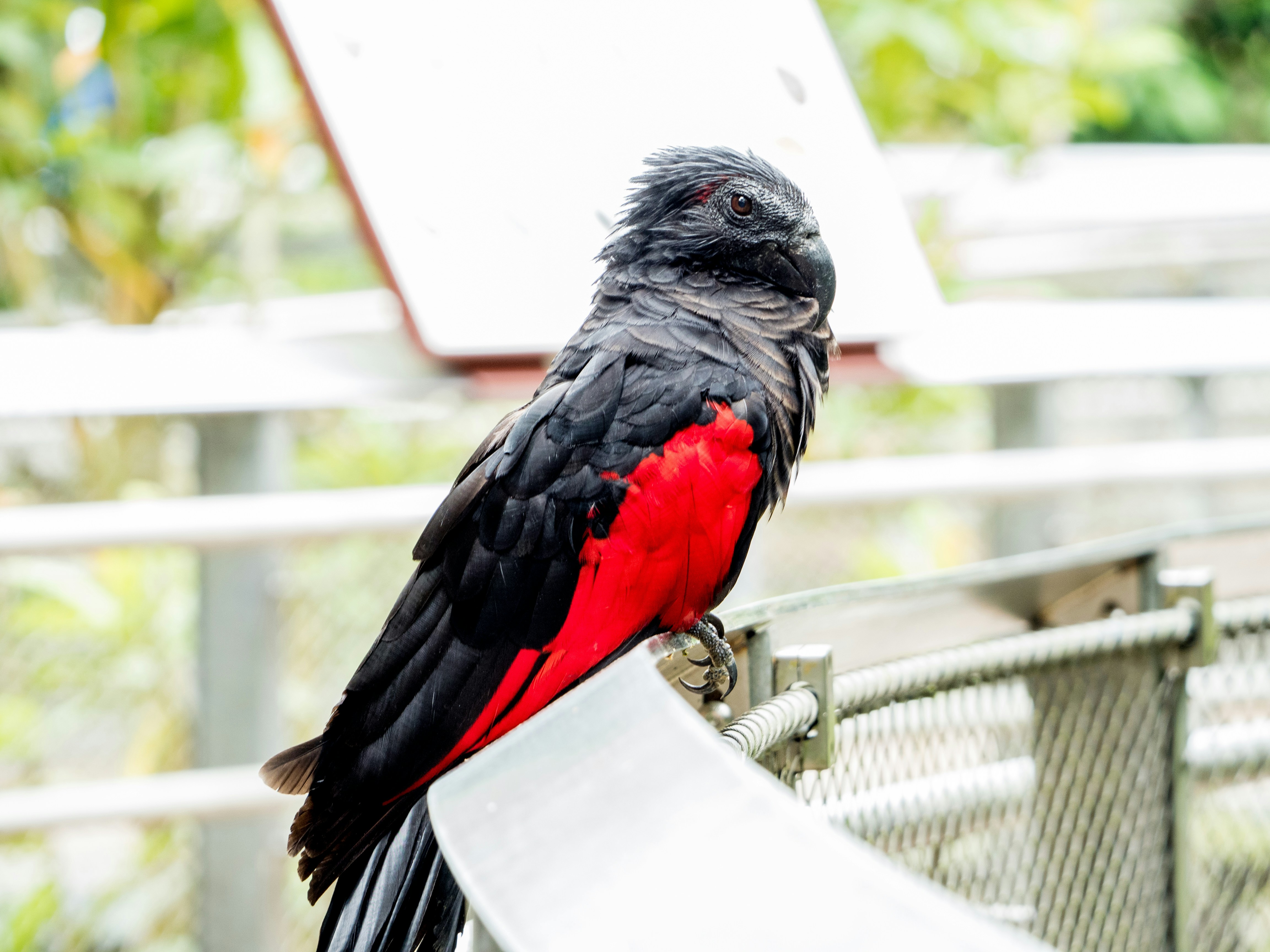 Crimson Wing Perch: A Black Bird on a Brushed Metal Fence