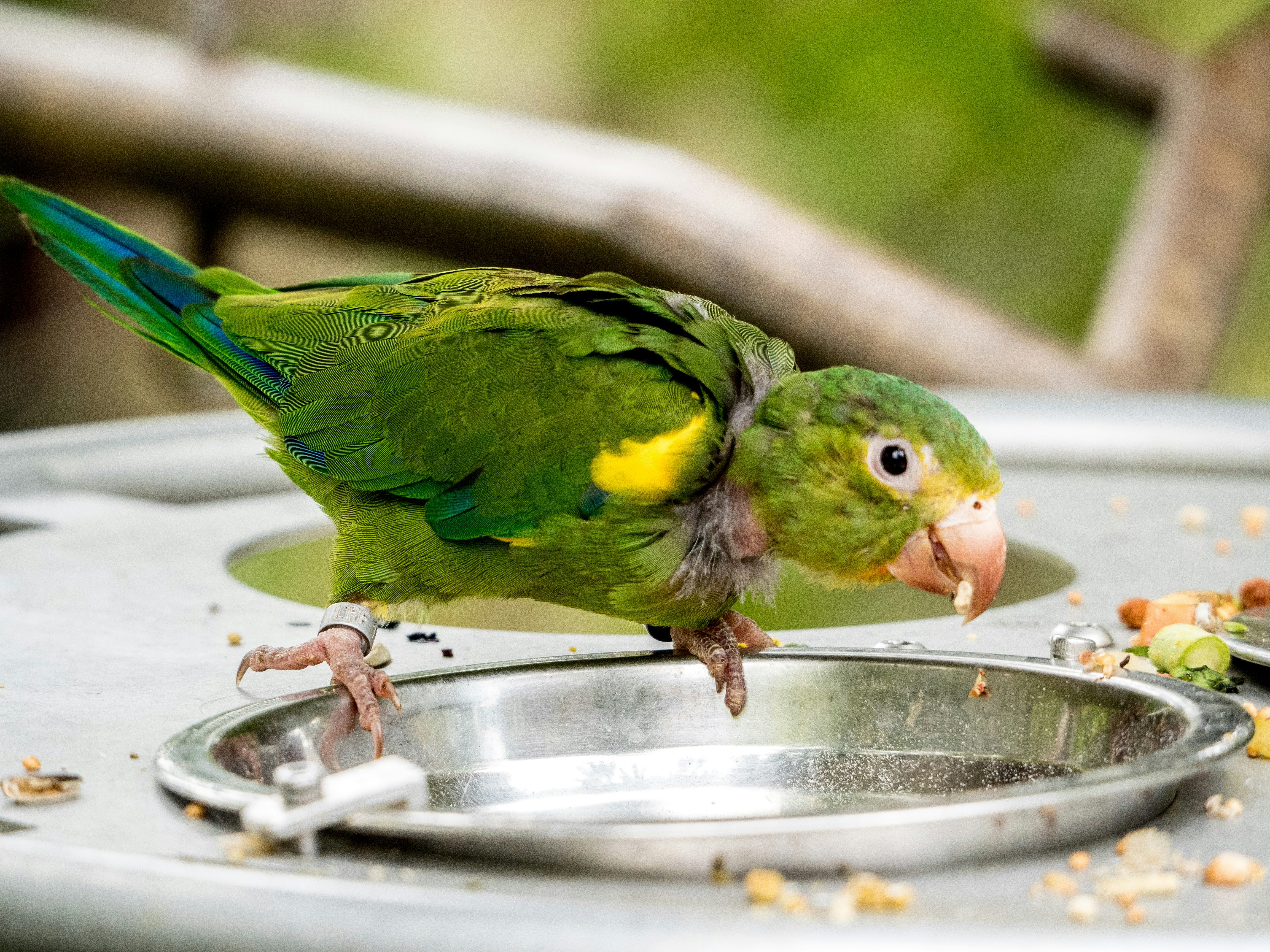 Verdant Parrot at the Feeder: Seeds, Shine, and Green Plumage