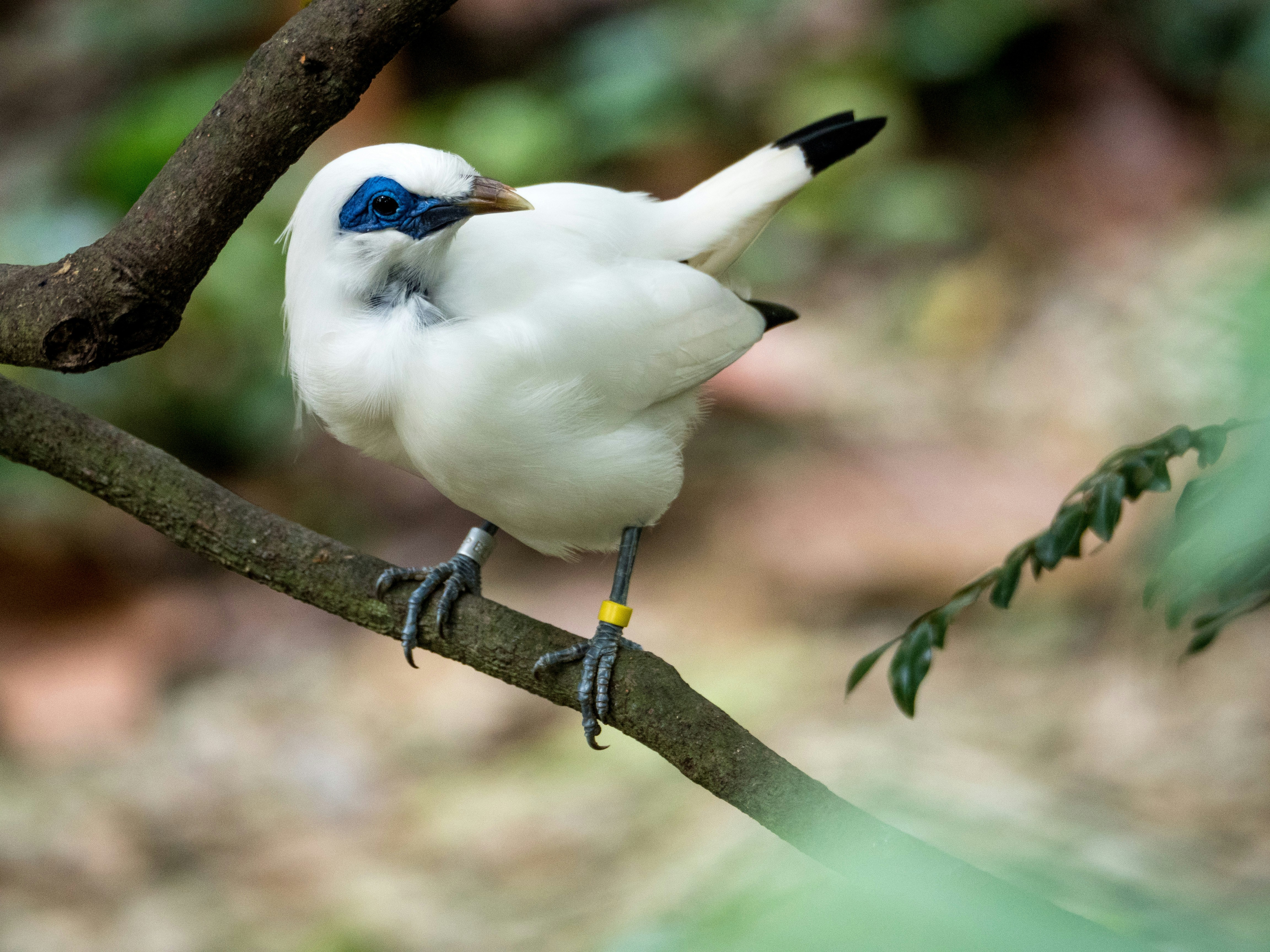 Azure-eyed White Bird Perched on a Mossy Branch in Dappled Light