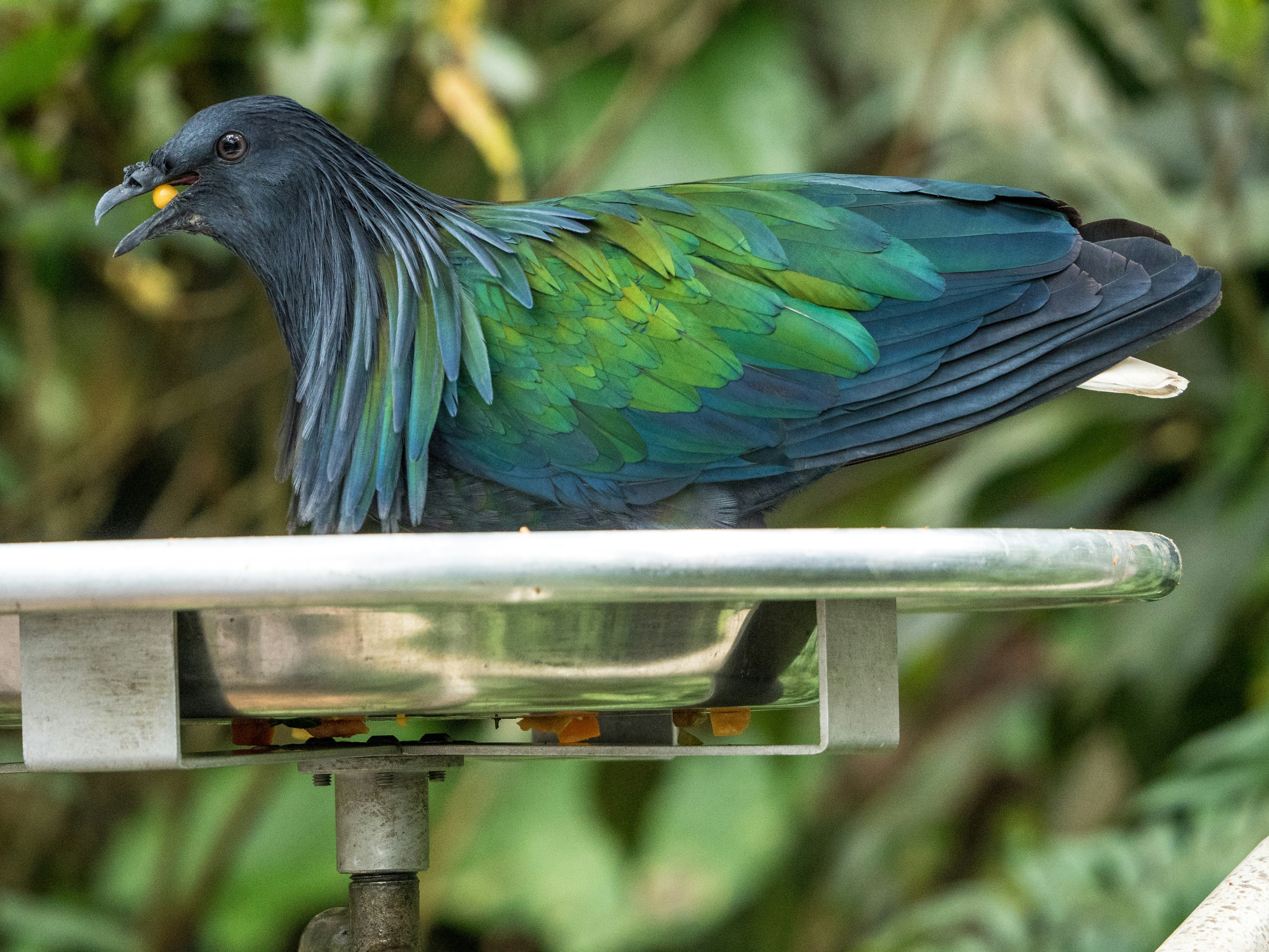 Iridescent Sentinel: Blue-Green Starling Perched on a Metal Tray