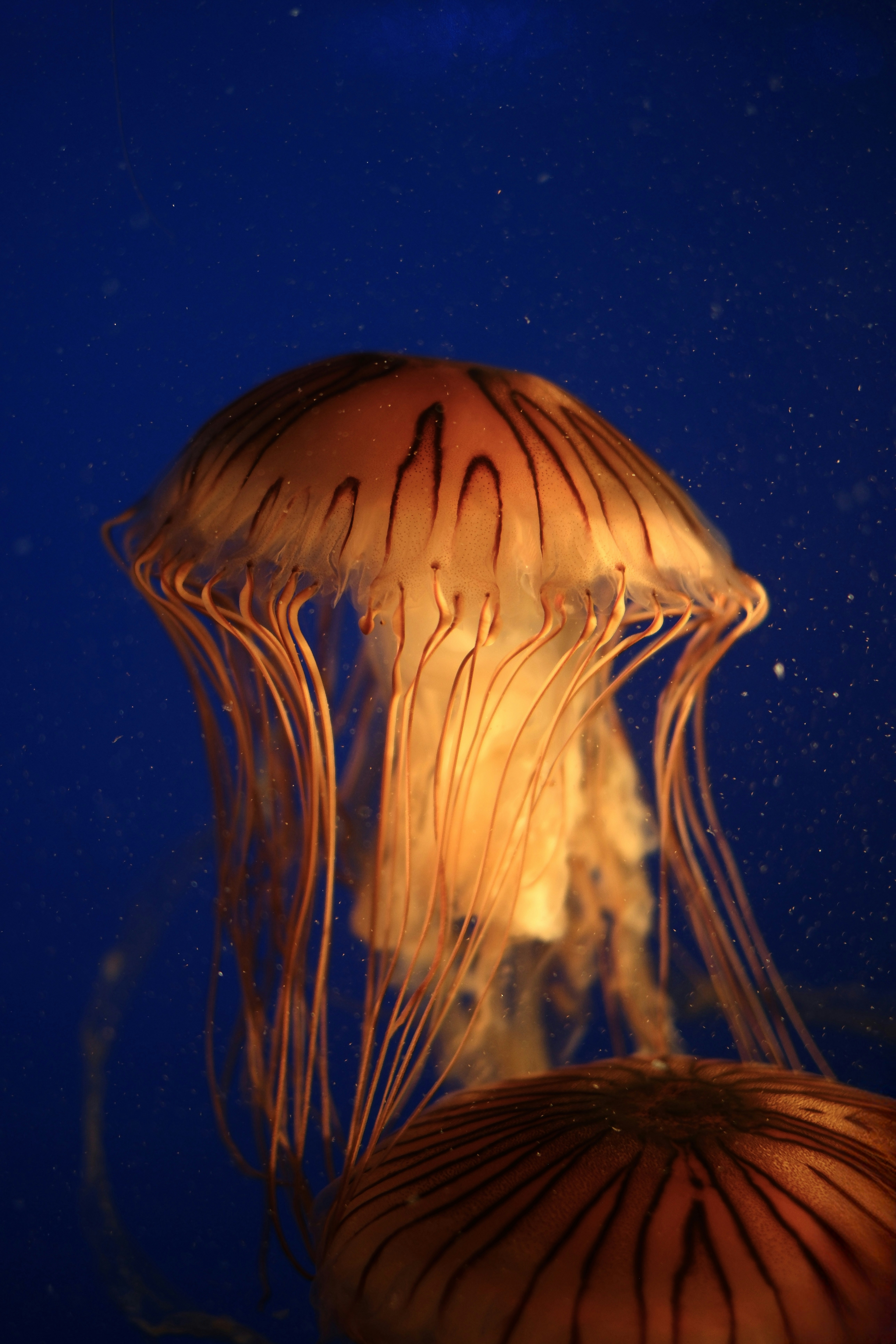 Instagram - @kaprion