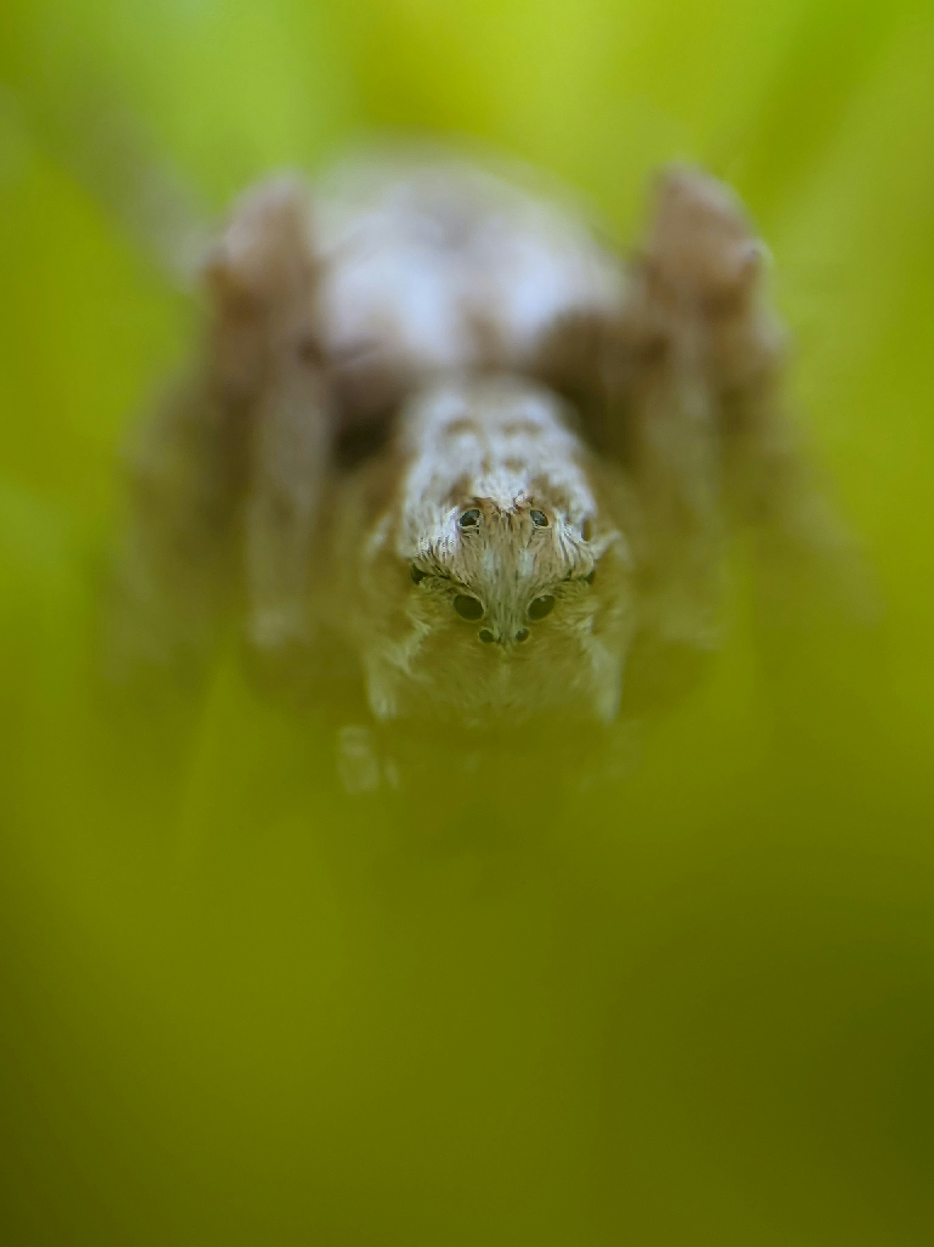 Veiled Gaze: A Caiman's Macro Portrait Through Leaves