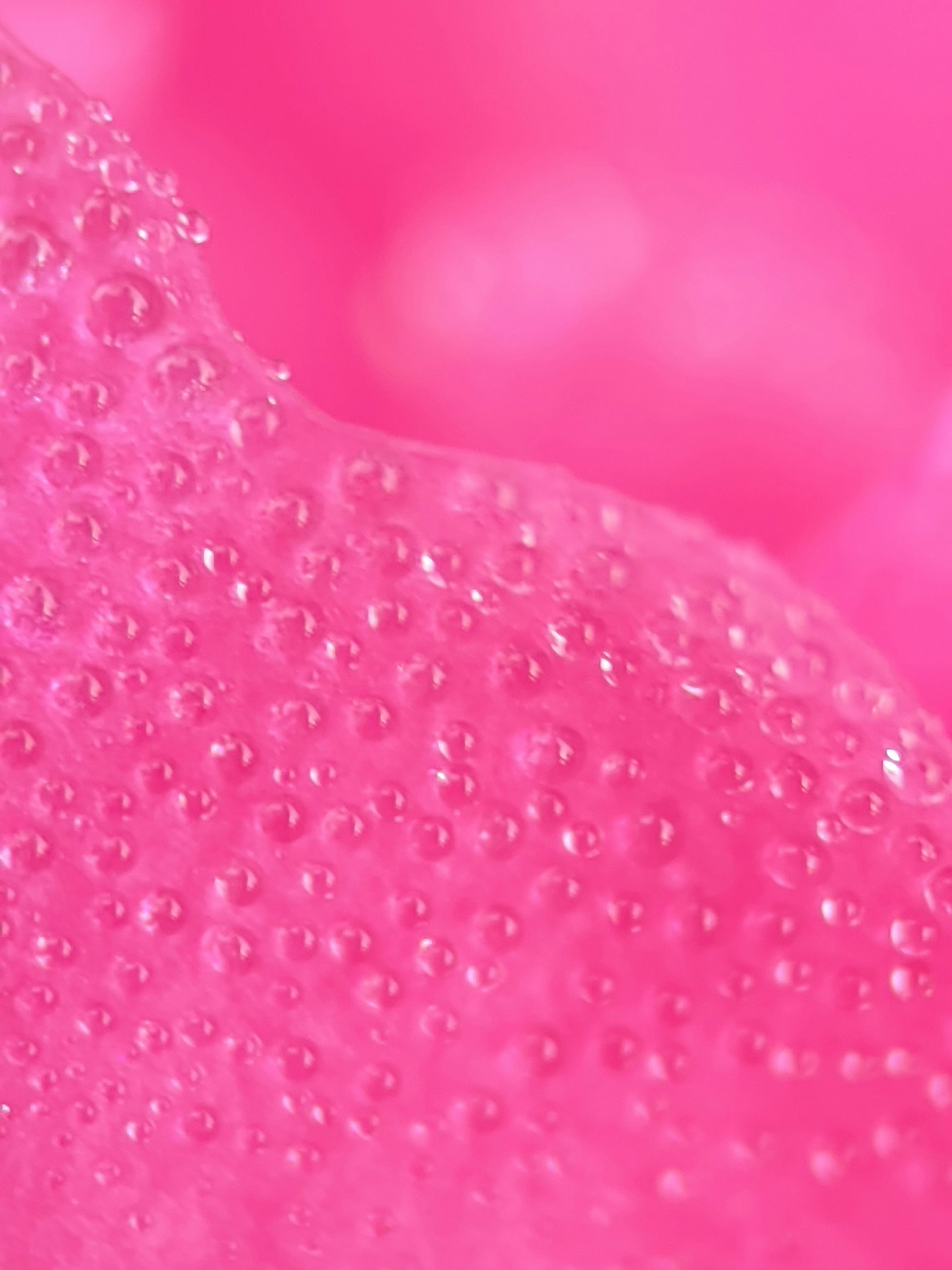 Close-up of pink flower petals with water droplets.