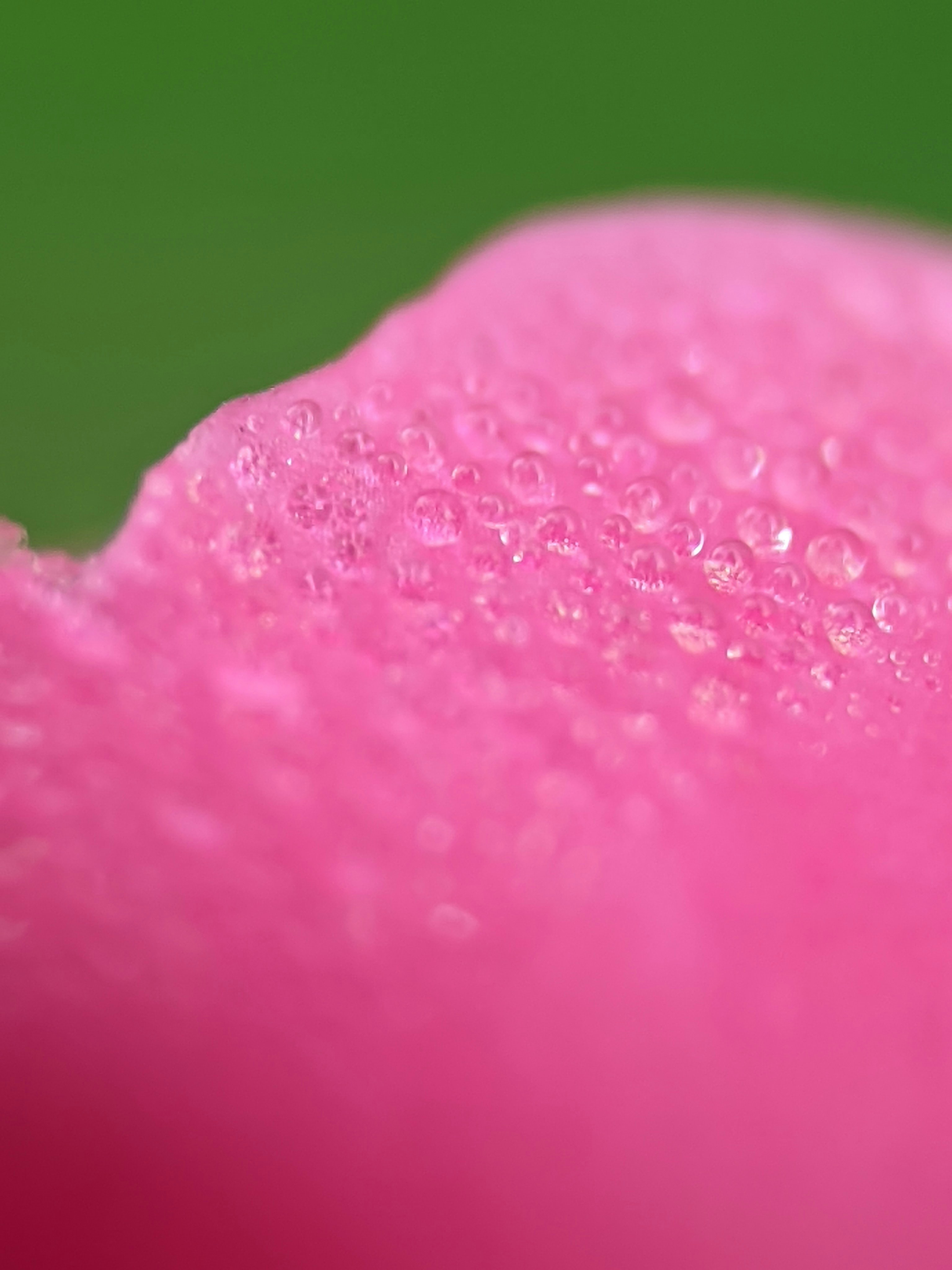 Close-up of pink petal with water droplets