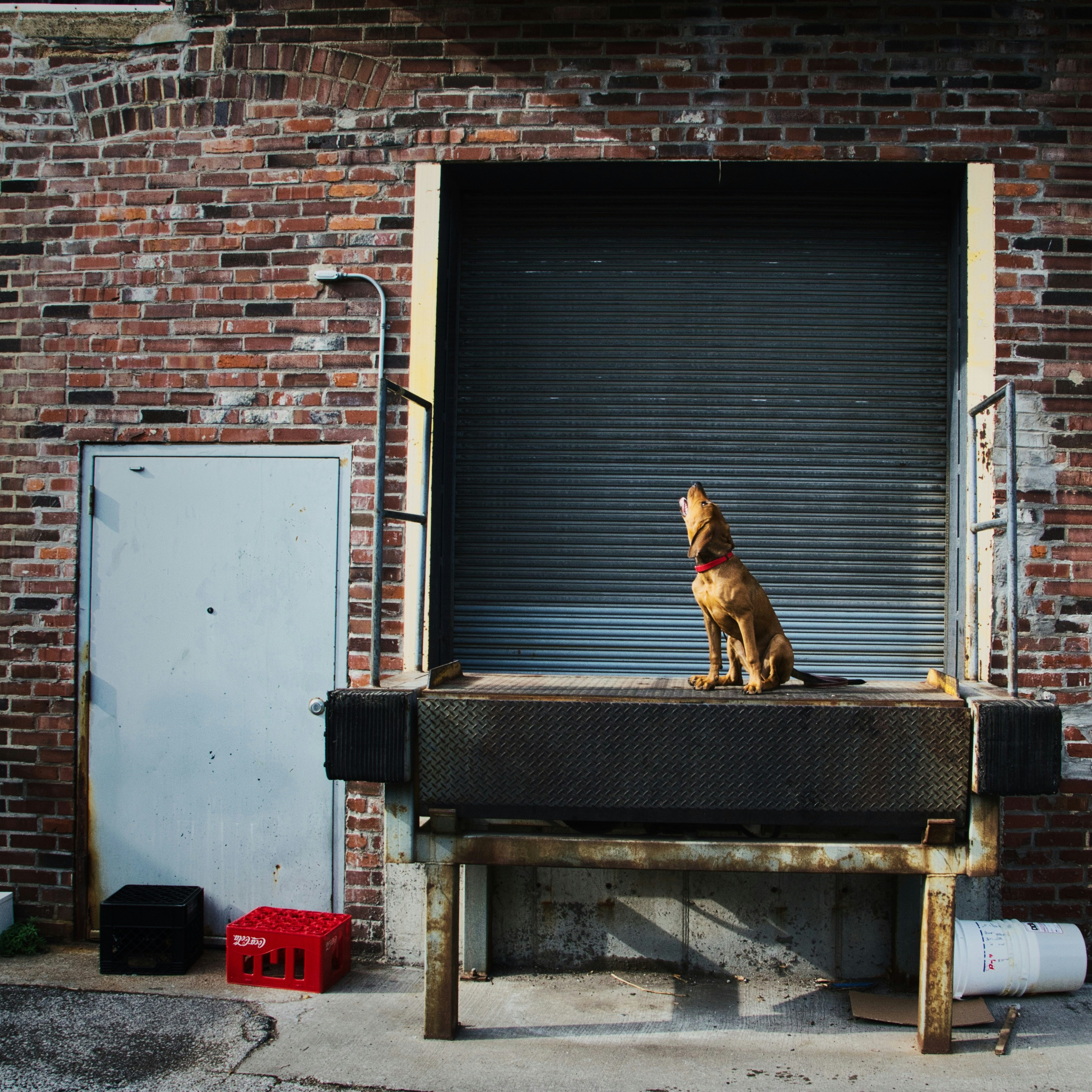 The Watchful Hound on a Brick-Worn Dock