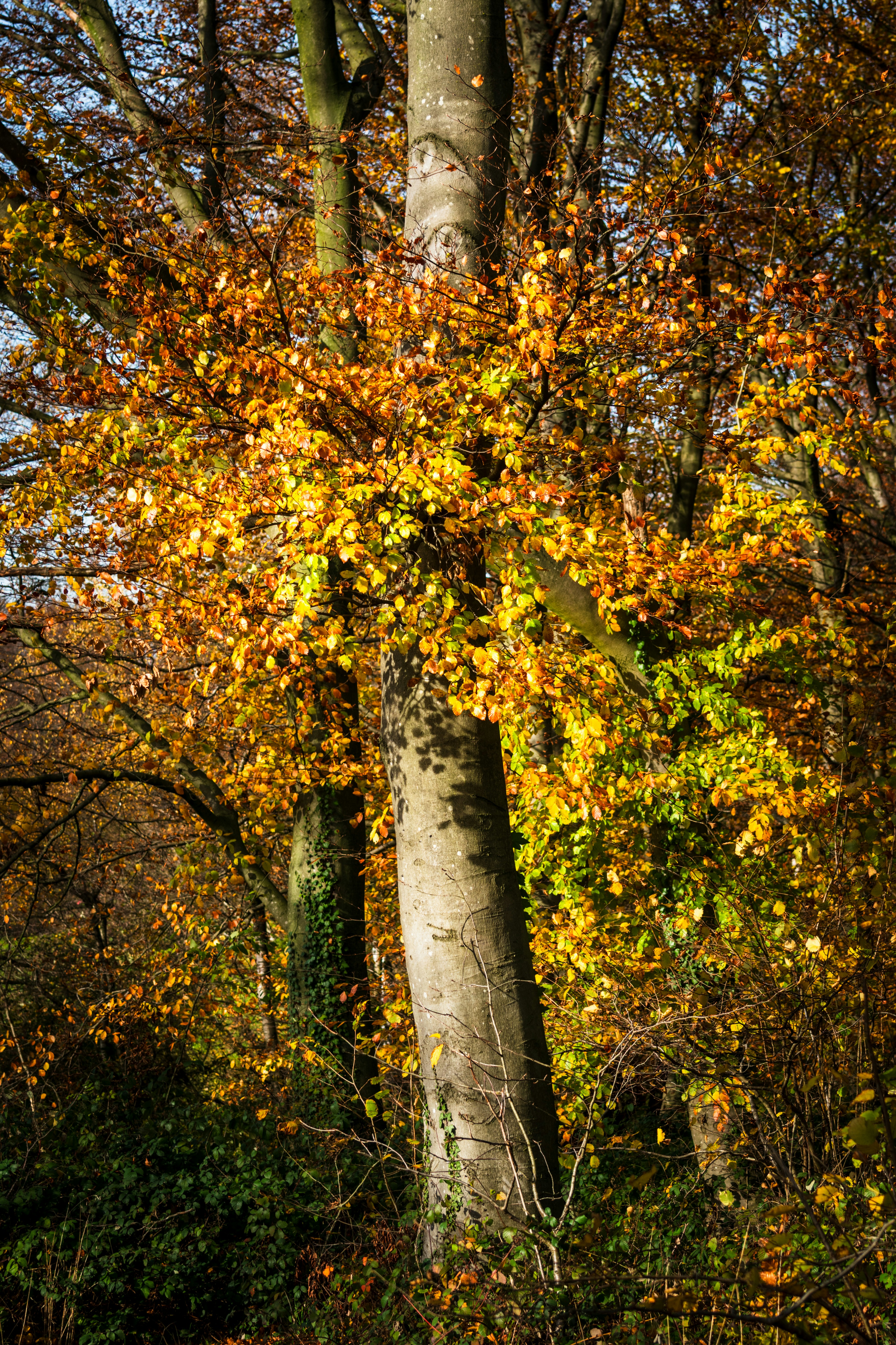 Twin Trunks Amid a Golden Autumn Canopy