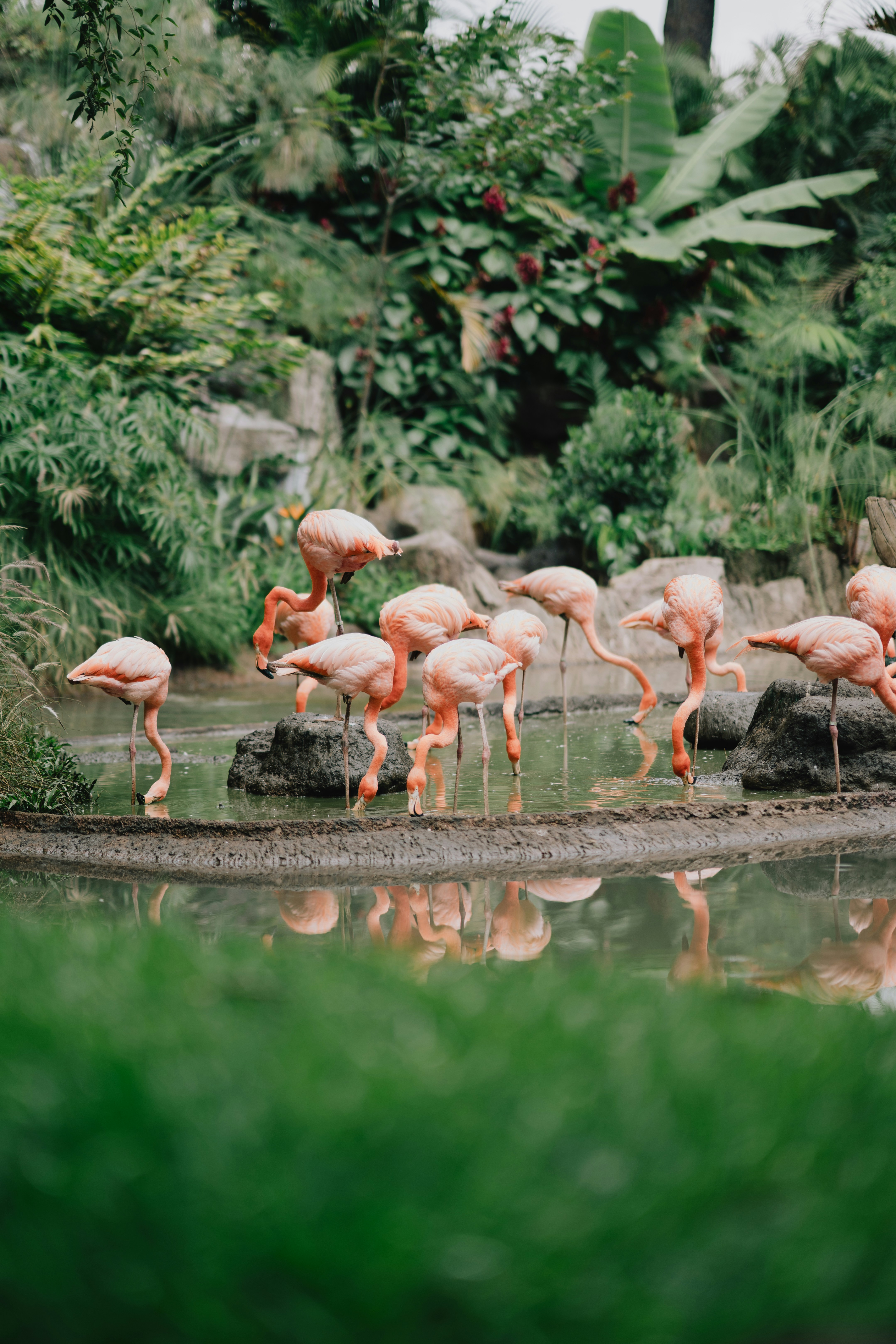 Flamingos wading in shallow water surrounded by lush greenery photo ...