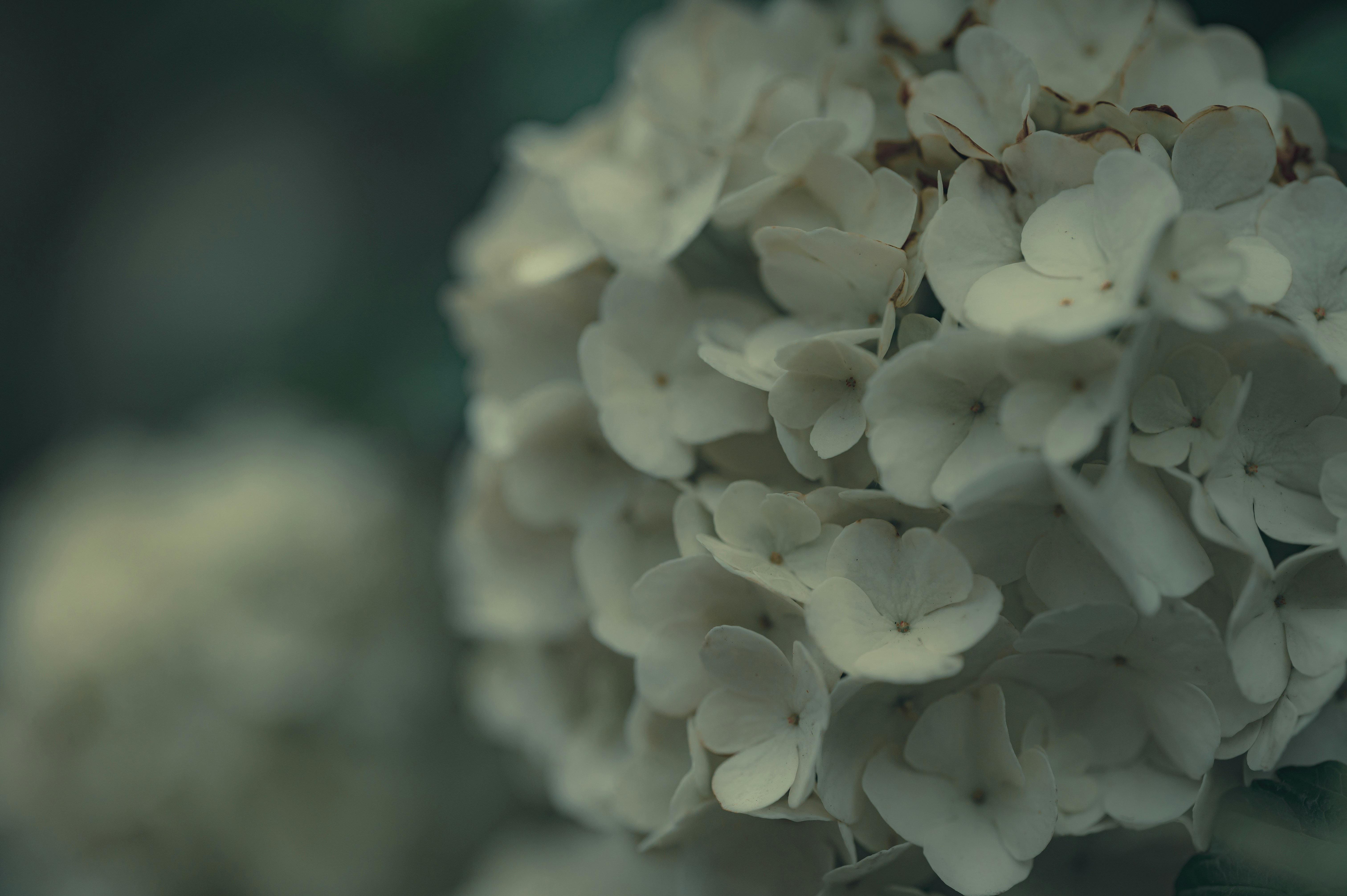 Cream Hydrangea Close-Up: Velvet Petals in Soft Focus