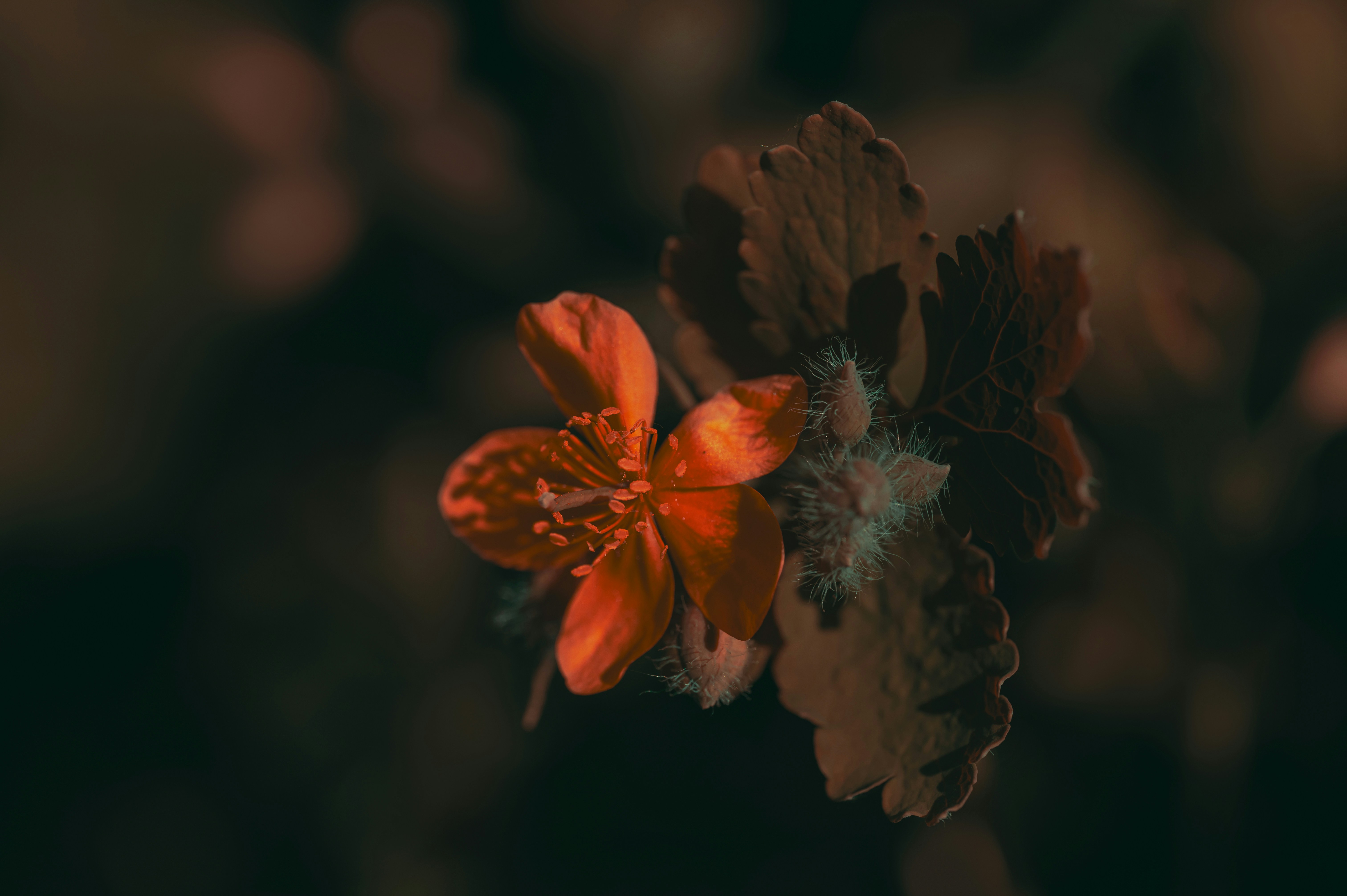 Photo by Volodymyr Leush with Nikon Z6