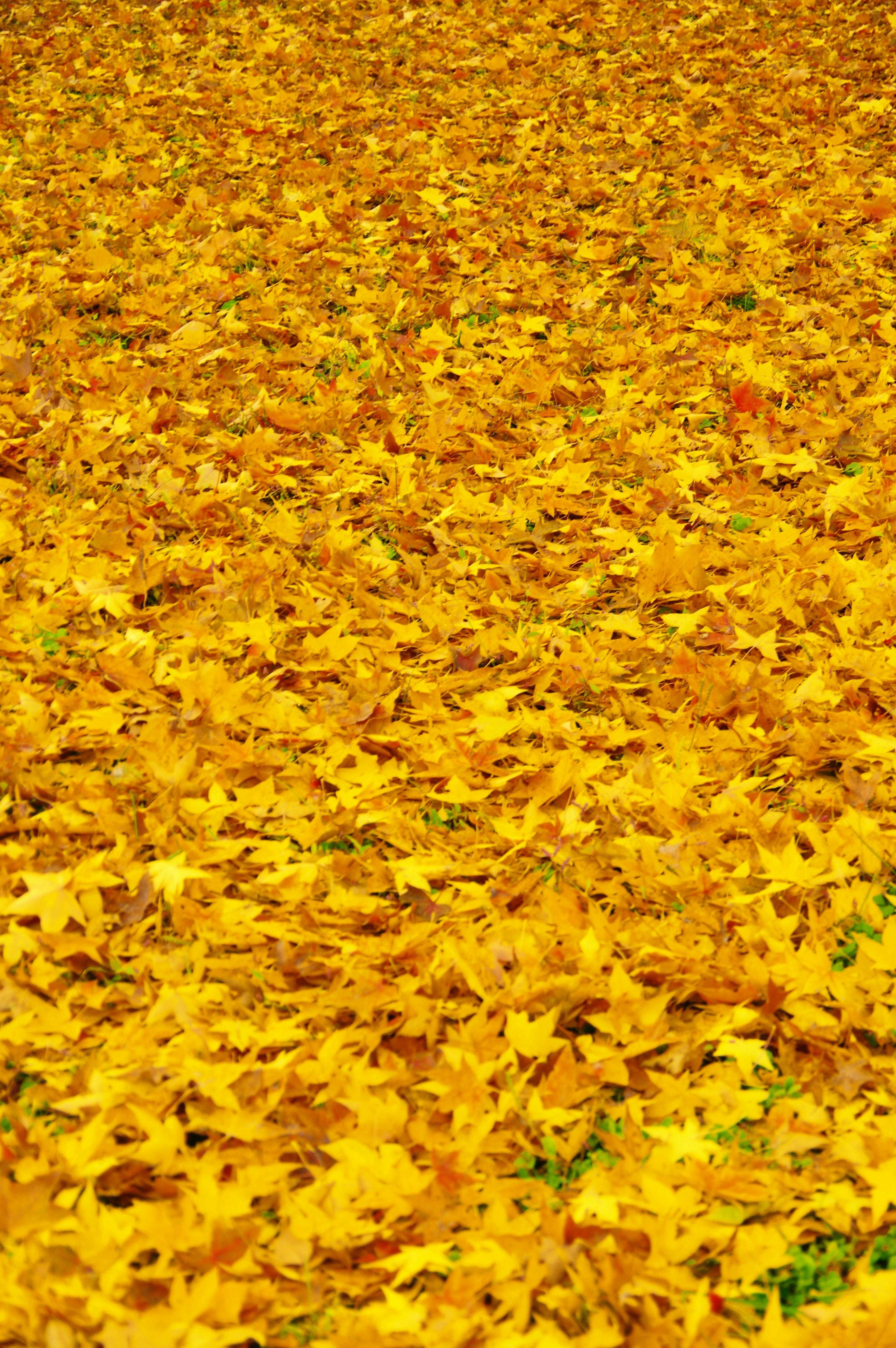 Photograph capturing a ground blanketed with bright yellow autumn leaves.