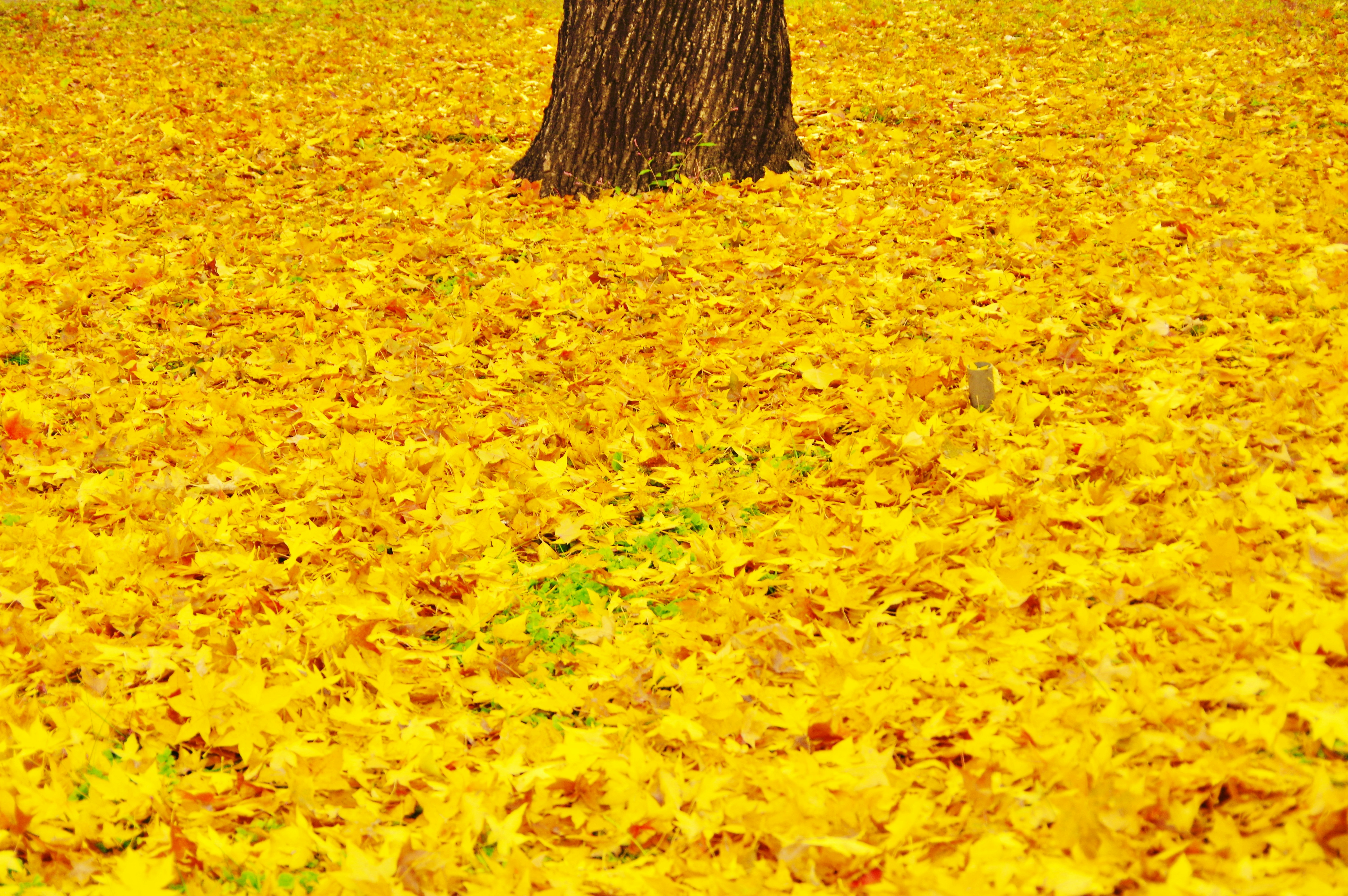 The Standing Trunk Amid a Golden Leaf Sea