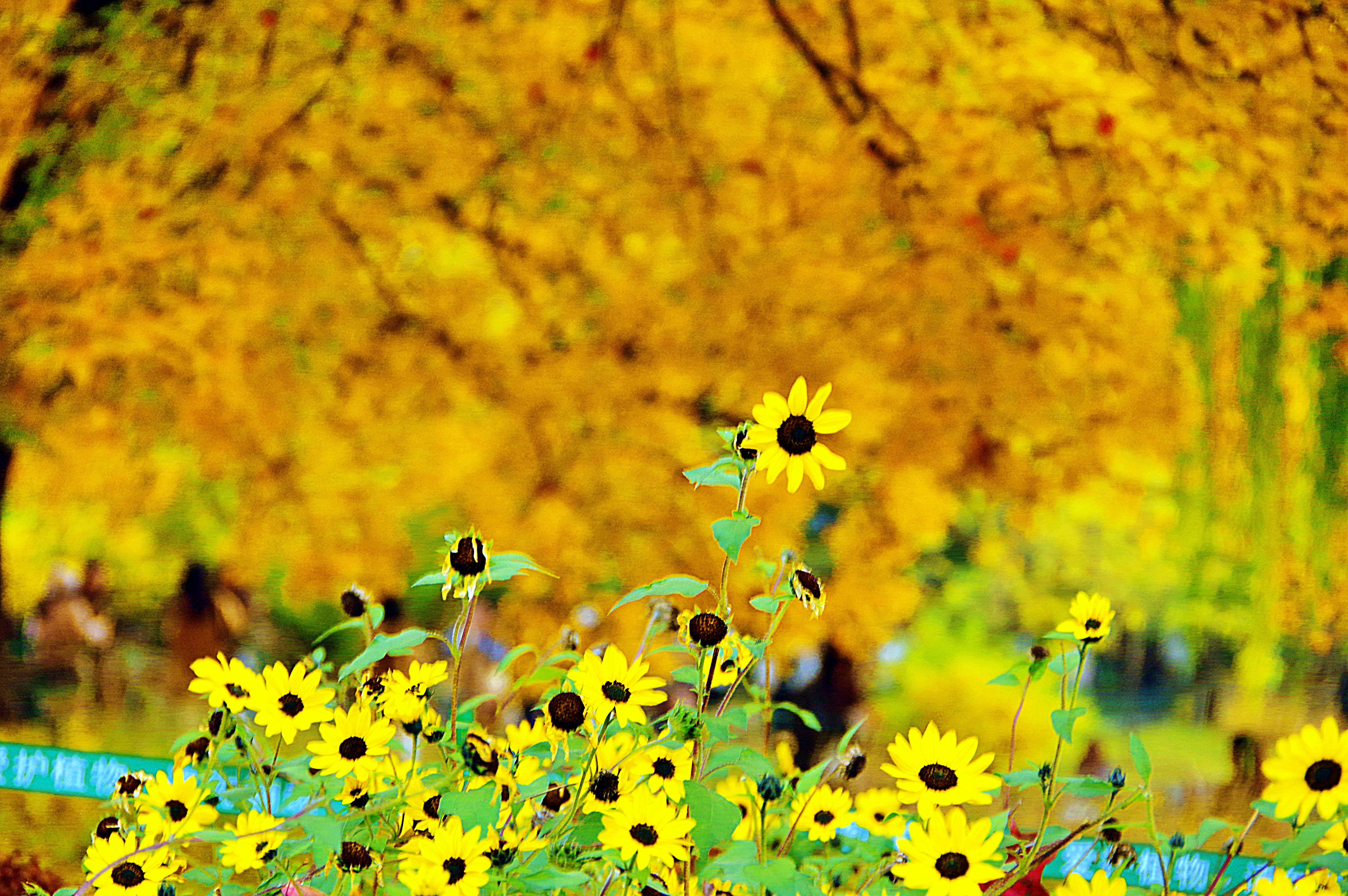 Sunflowers in a Golden Autumn Spotlight