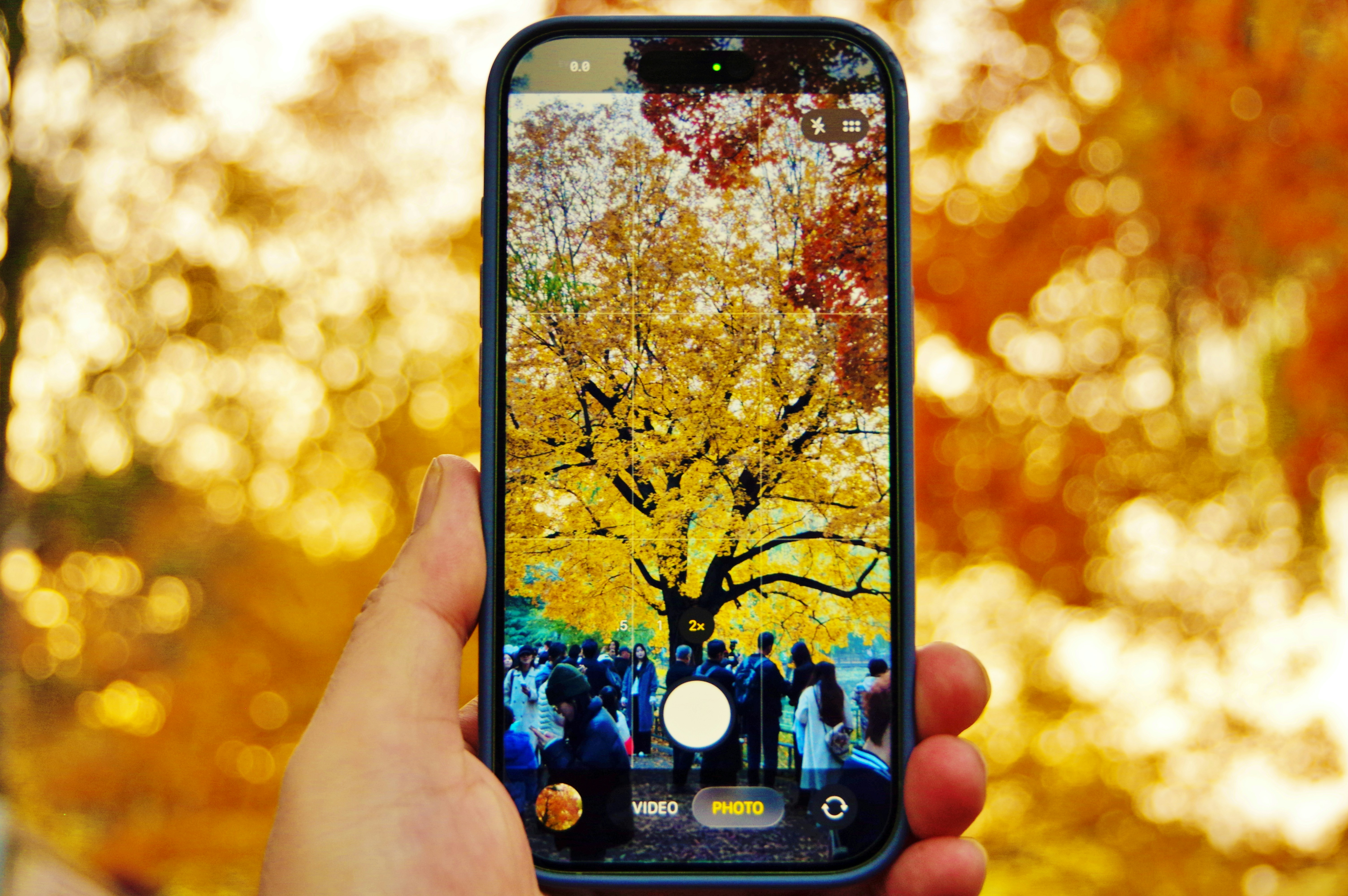 Palm-Sized Autumn: Framing a Golden Tree Through a Pocket Viewfinder
