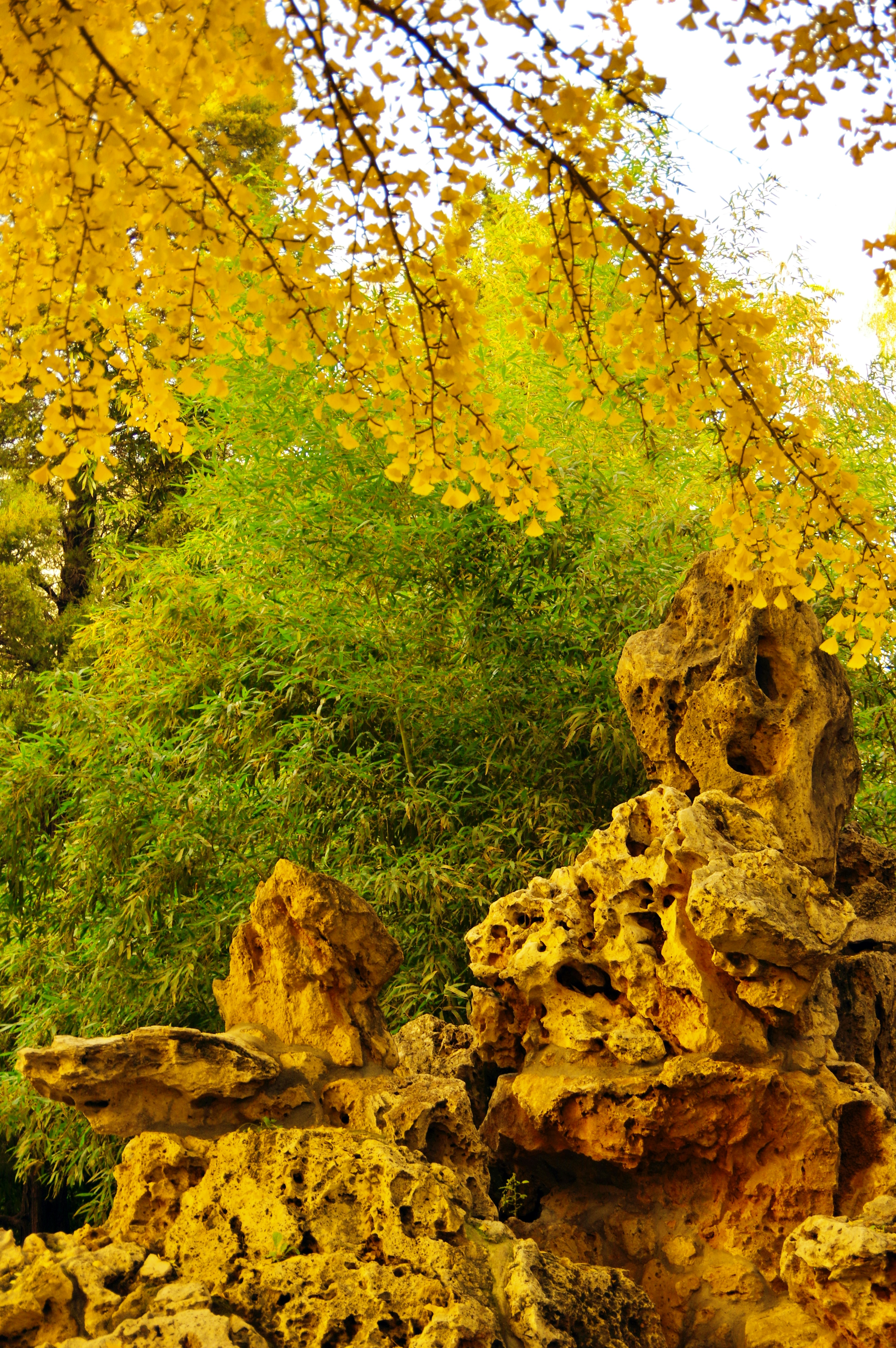 Golden Overhang: Weathered rocks under autumn's copper canopy