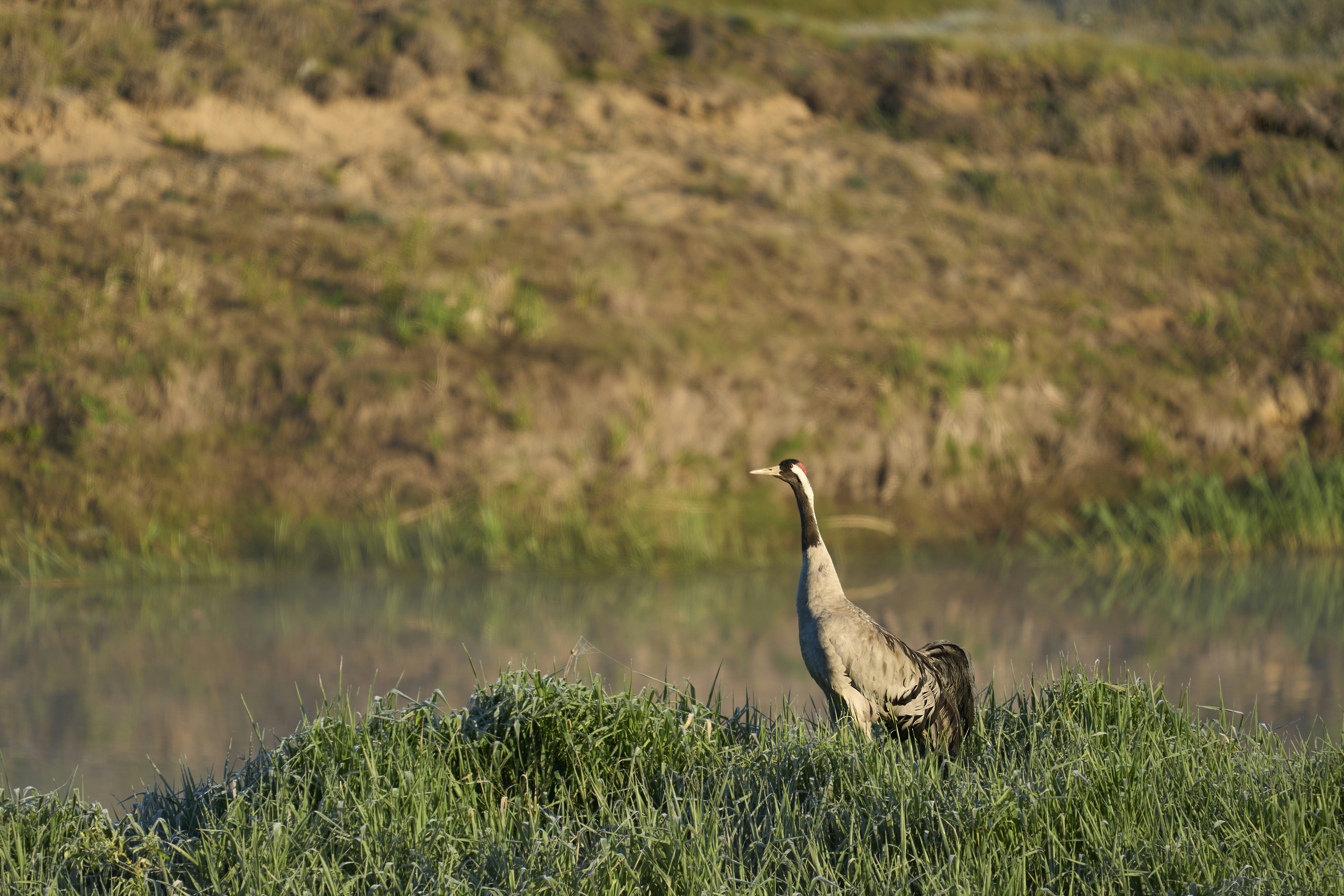Photo by Wolfgang Hasselmann with Sony Alpha 7 IV