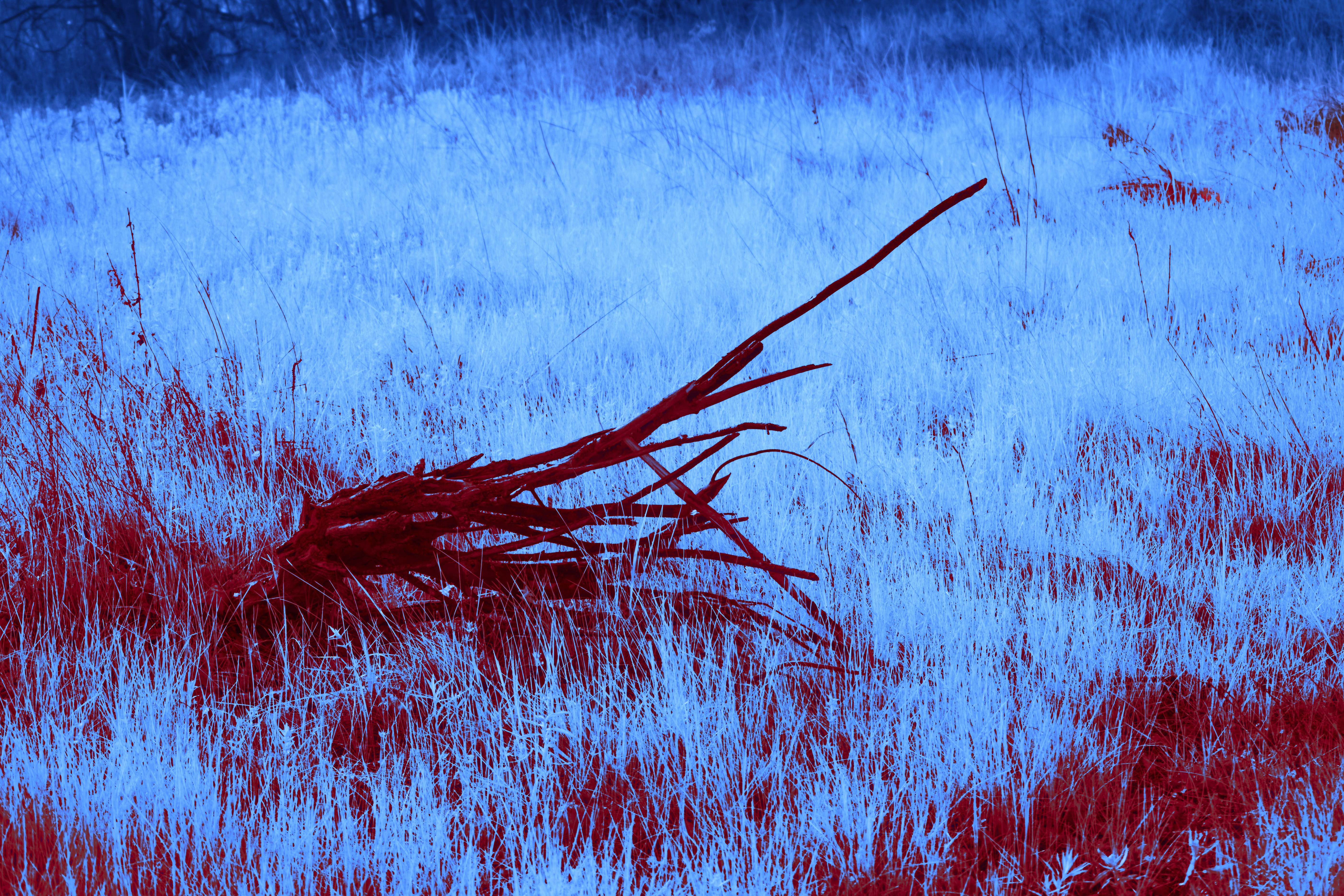 Photo by Wolfgang Hasselmann with Sony Alpha 7 IV