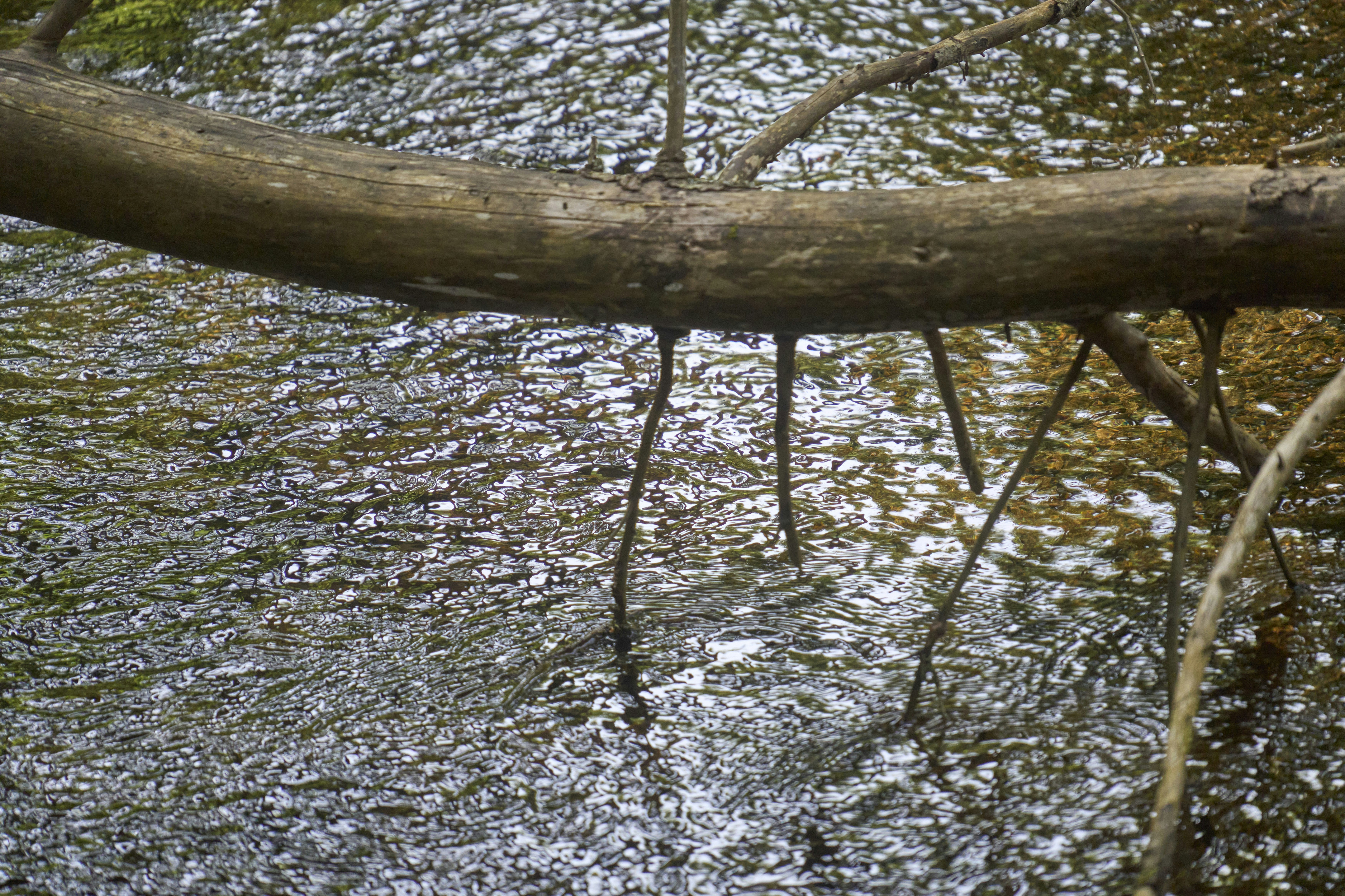 Weathered Log Bridges a Quiet Forest Mirror