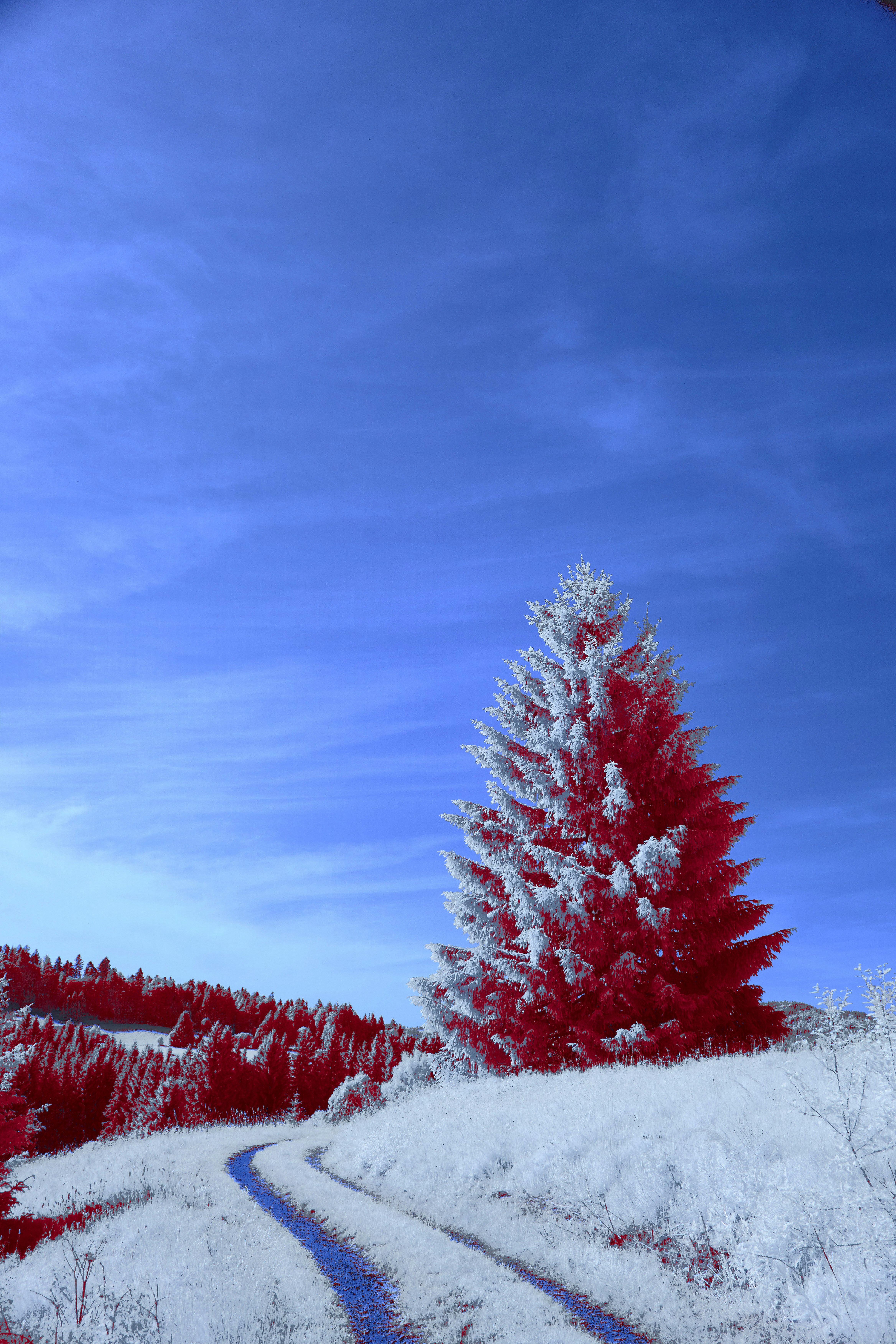 Photo by Wolfgang Hasselmann with Sony Alpha 7 IV