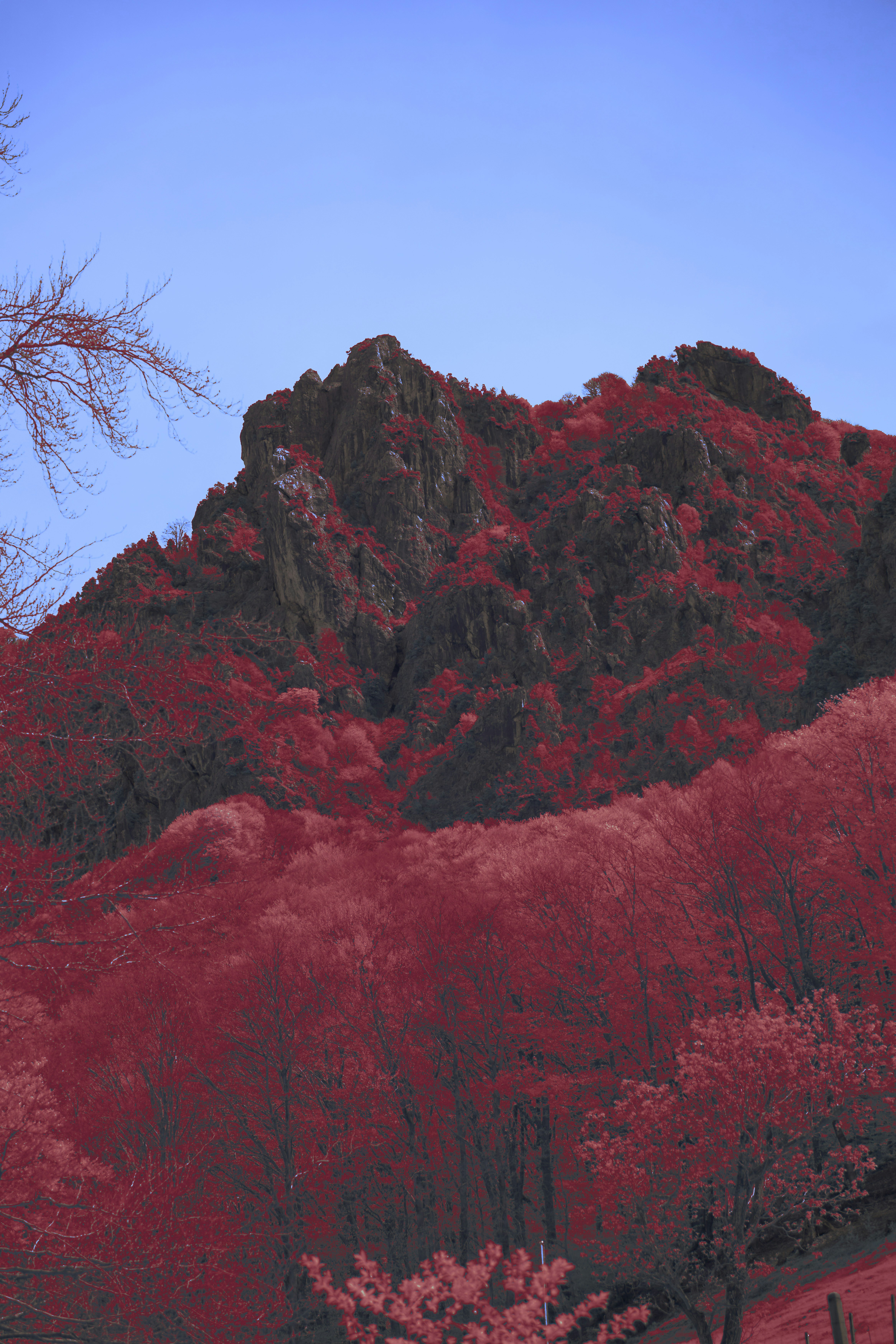Crimson Crest: Red Forest Clings to Jagged Peaks under a Blue Sky