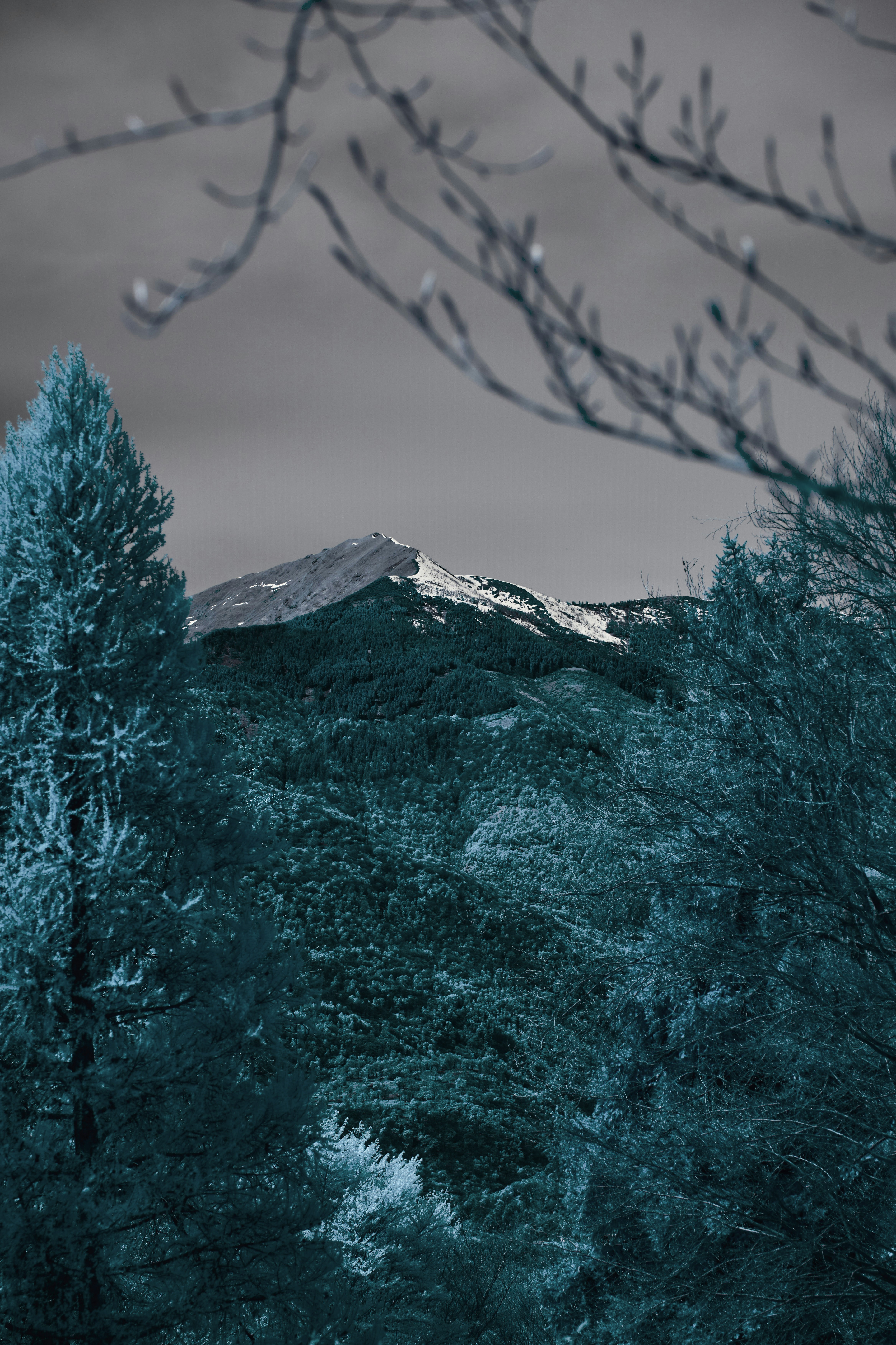 Snow Crown Behind a Teal Forest Veil