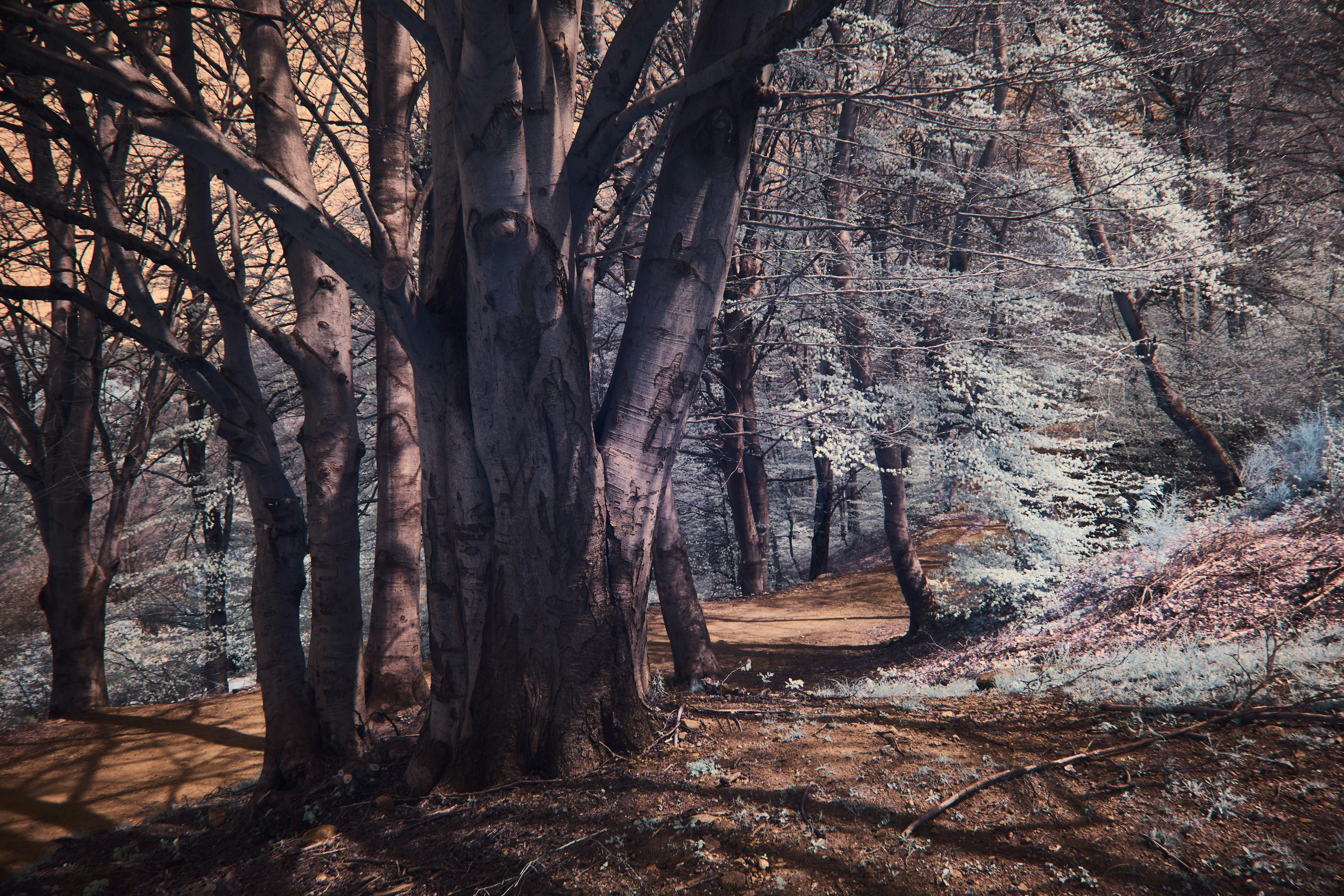 Ember Trail Through the Silent Pines