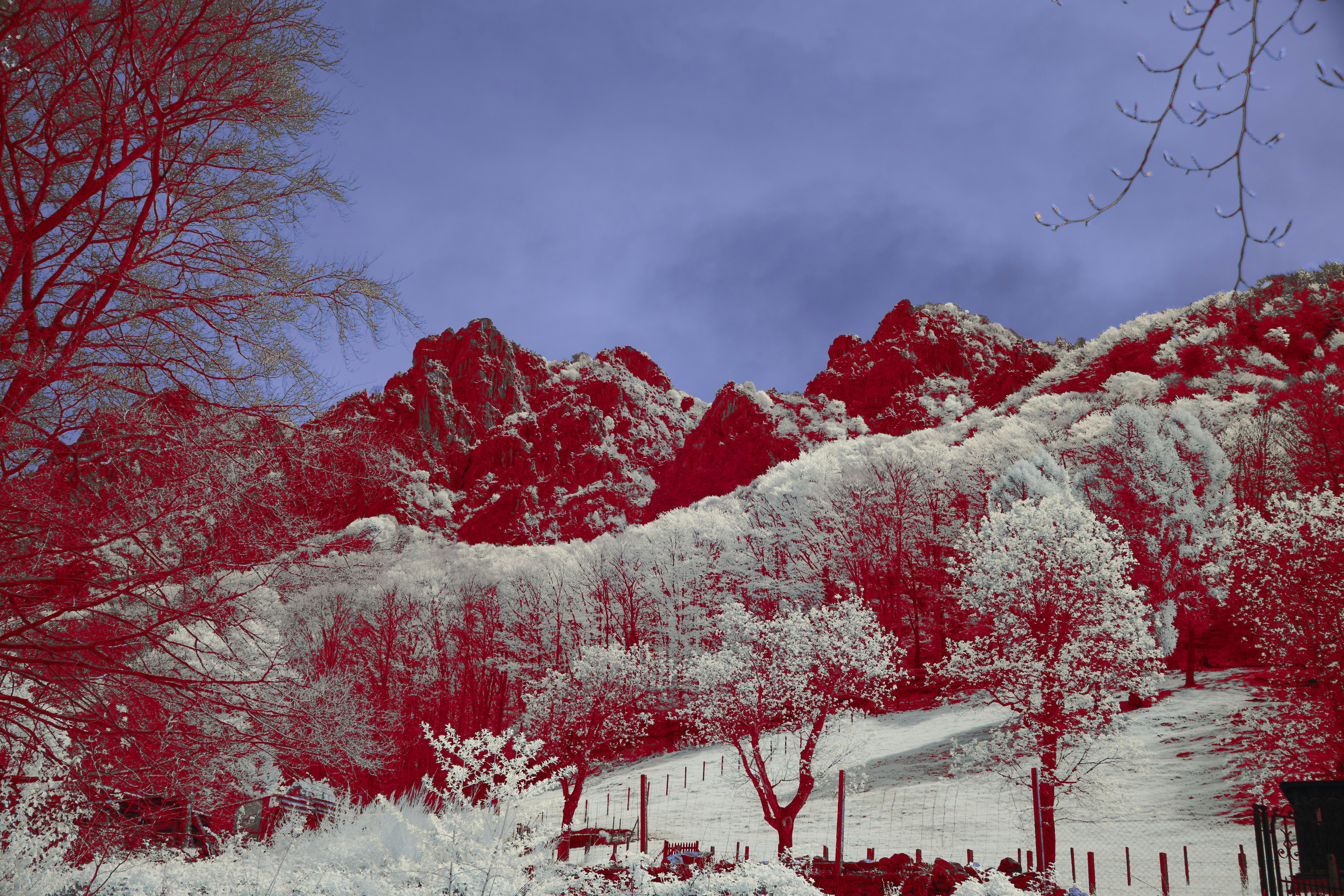 Photo by Wolfgang Hasselmann with Sony Alpha 7 IV