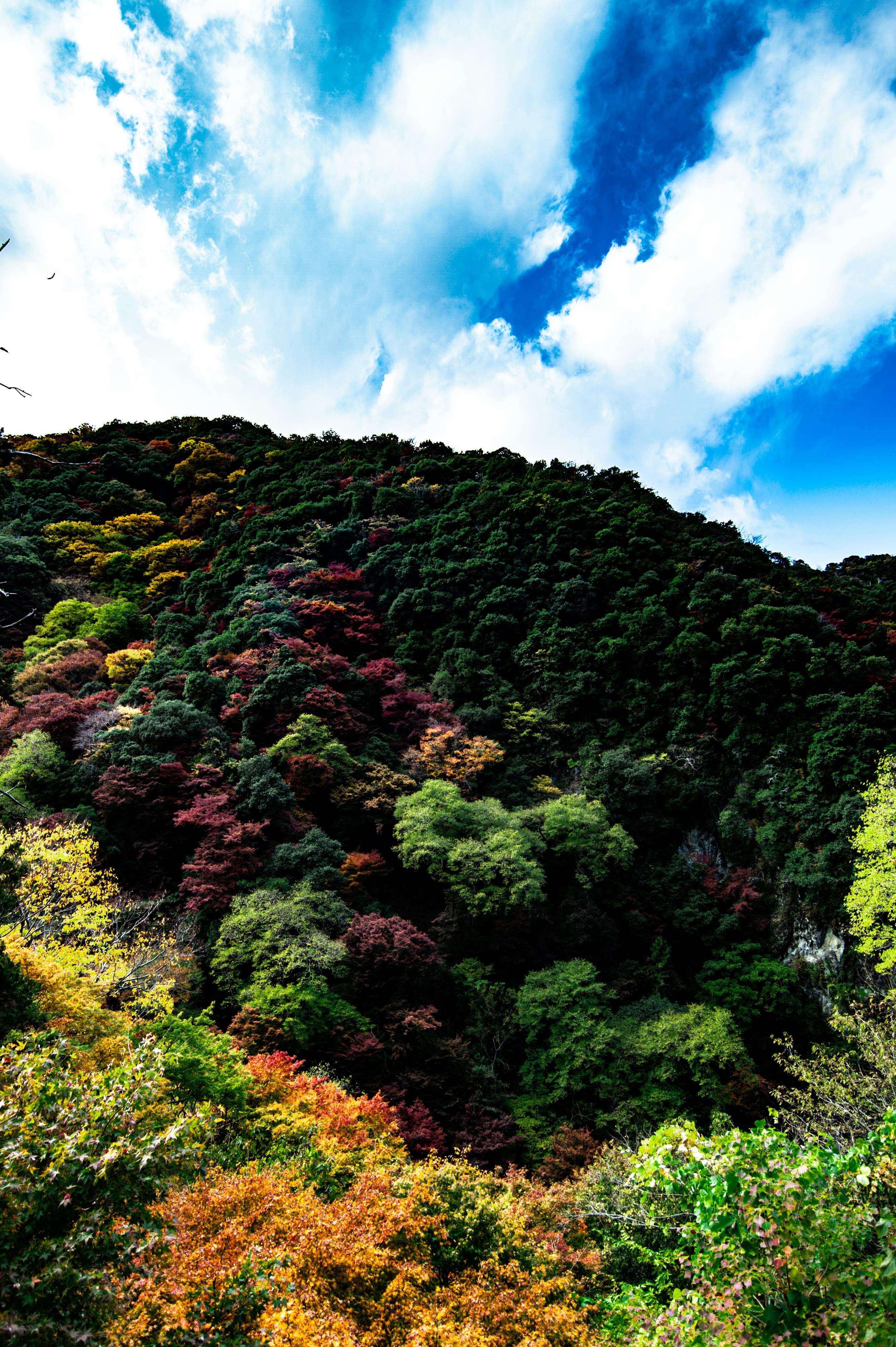 Midday Maple Crown: A Multicolored Forest Crest Beneath a Sky of Blue and White