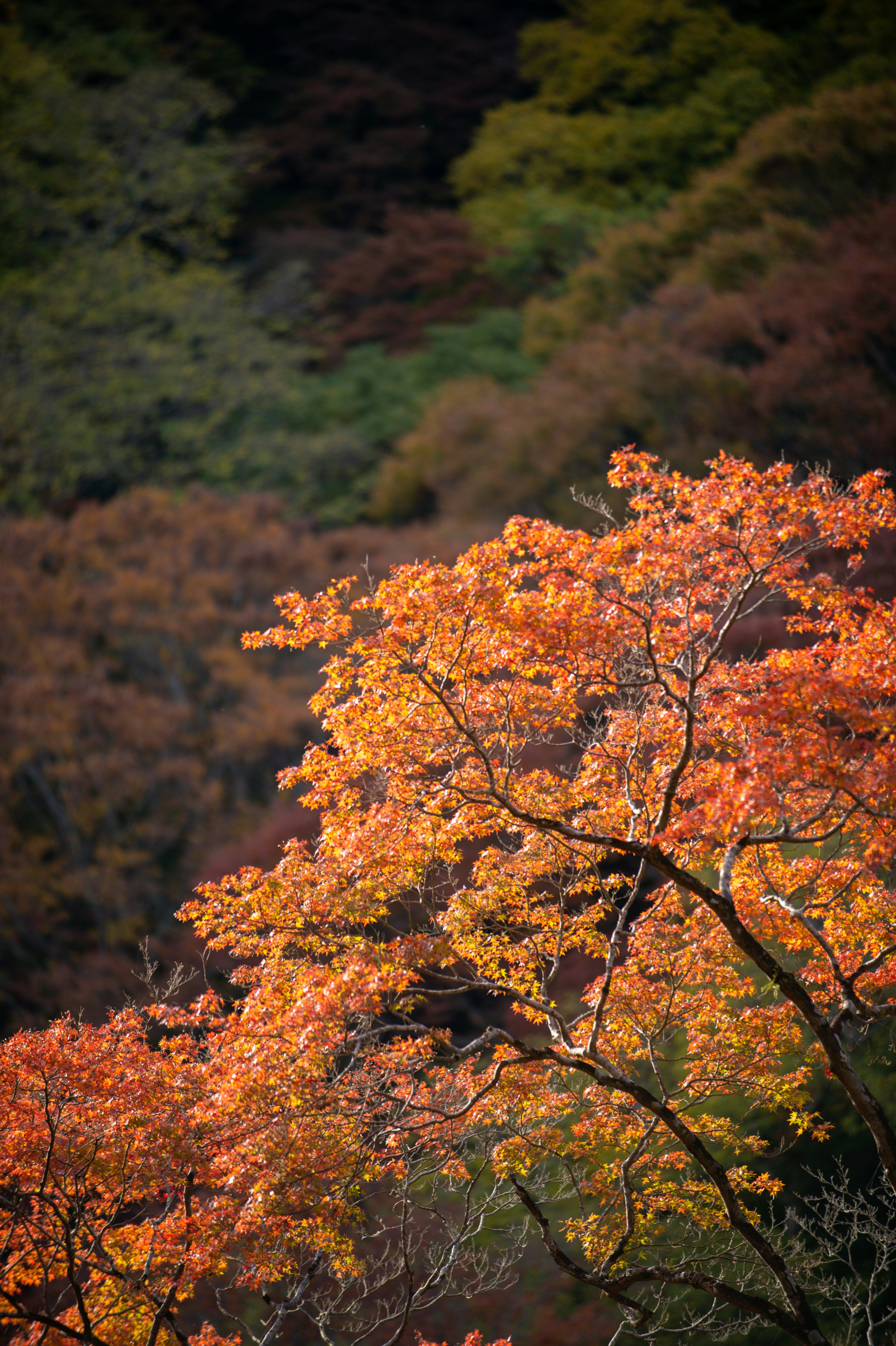 Crimson Canopy on a Sloped Horizon