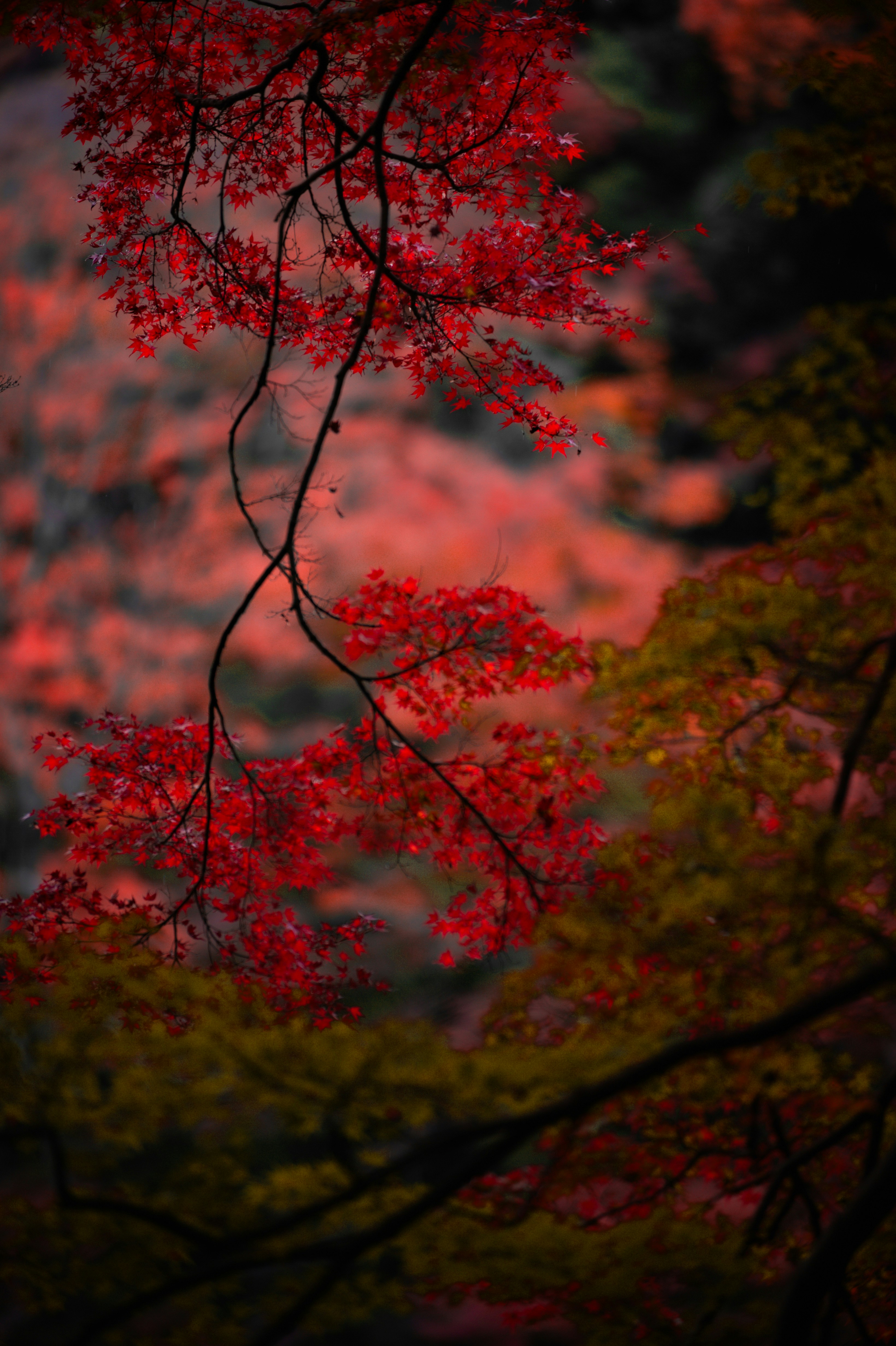 Crimson Lace: Red Maple Branches in Soft Focus