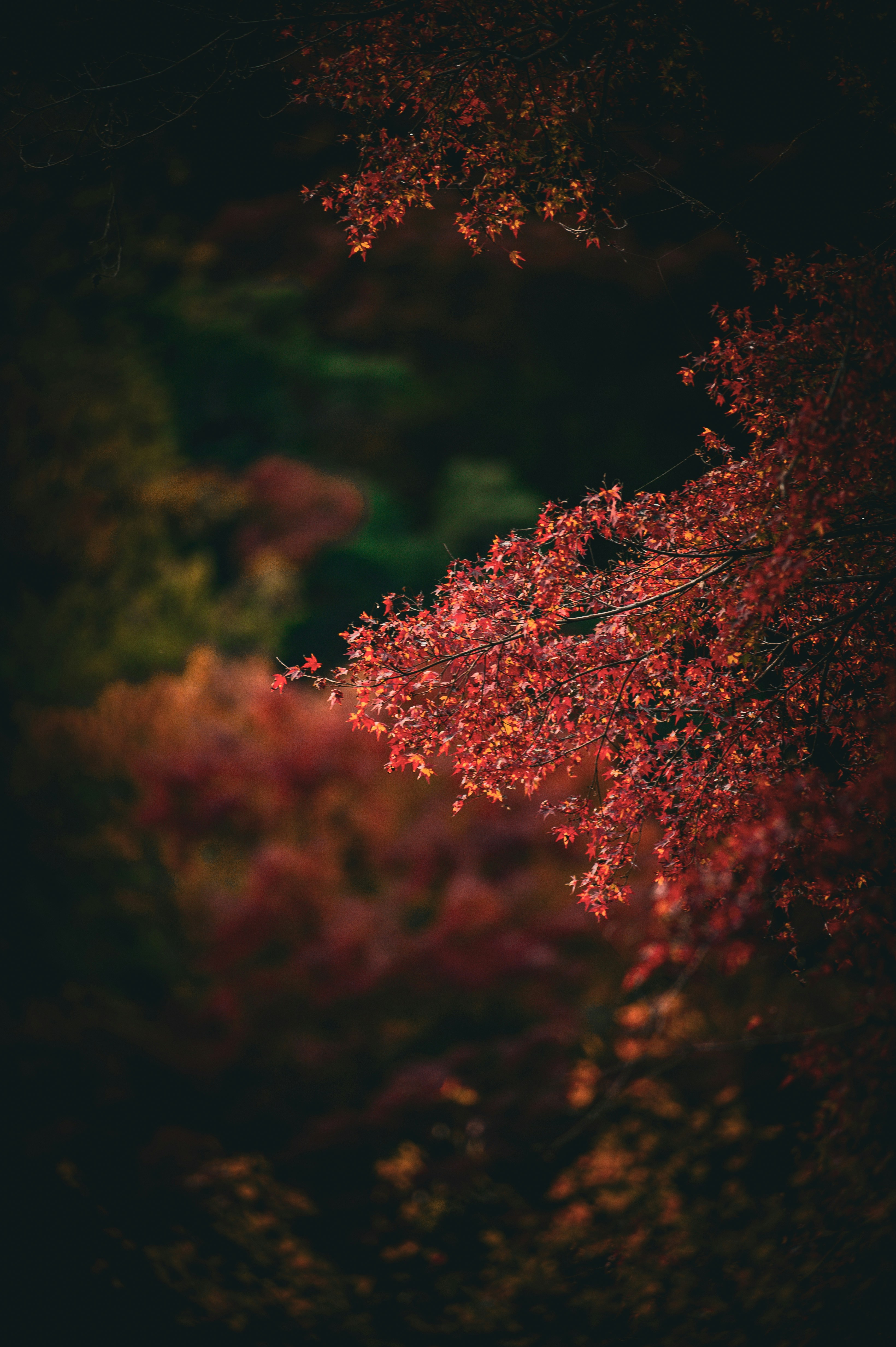 Crimson Branch in a Velvet Autumn Twilight