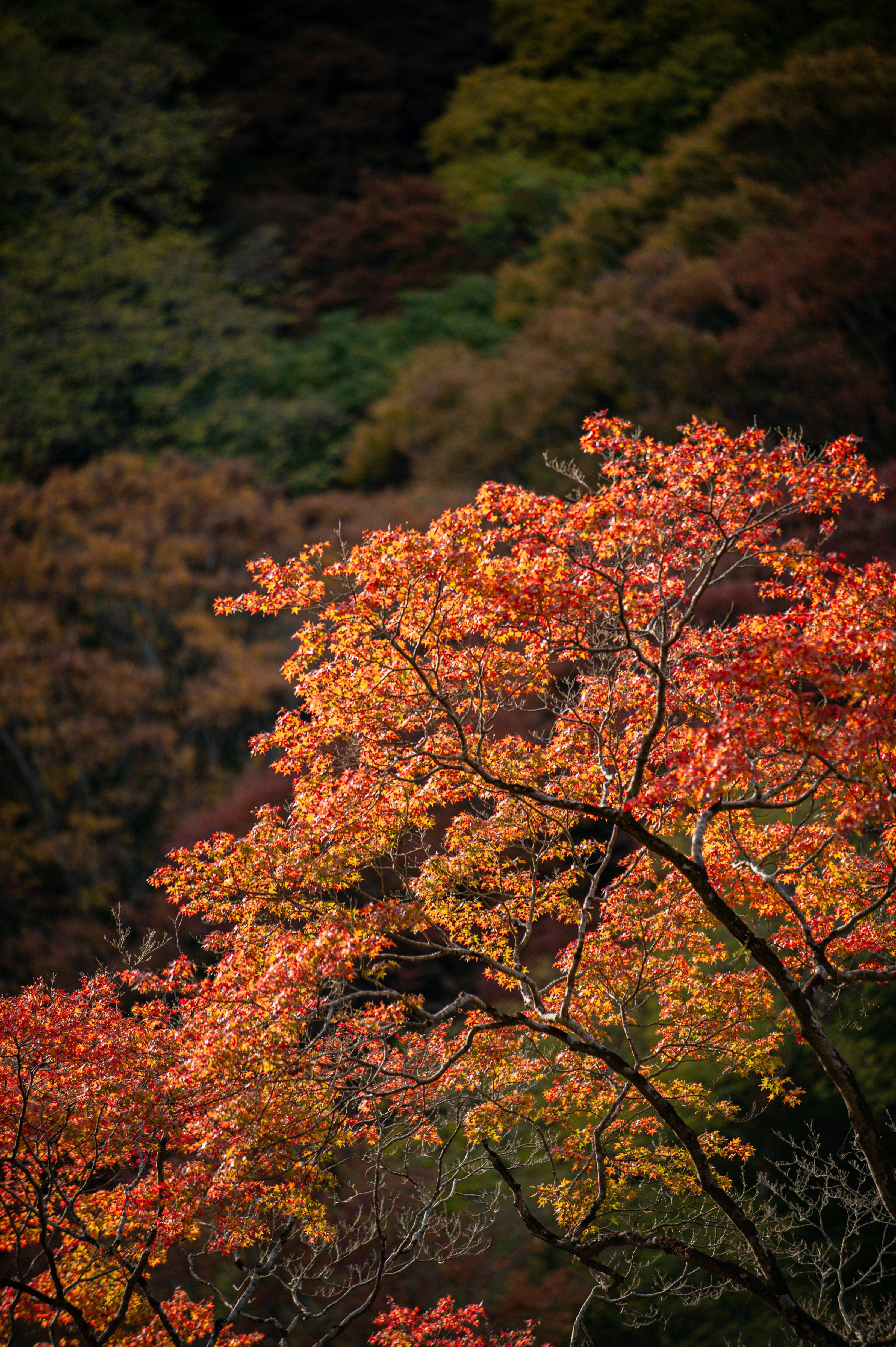 Crimson Pulse Along a Winding Branch