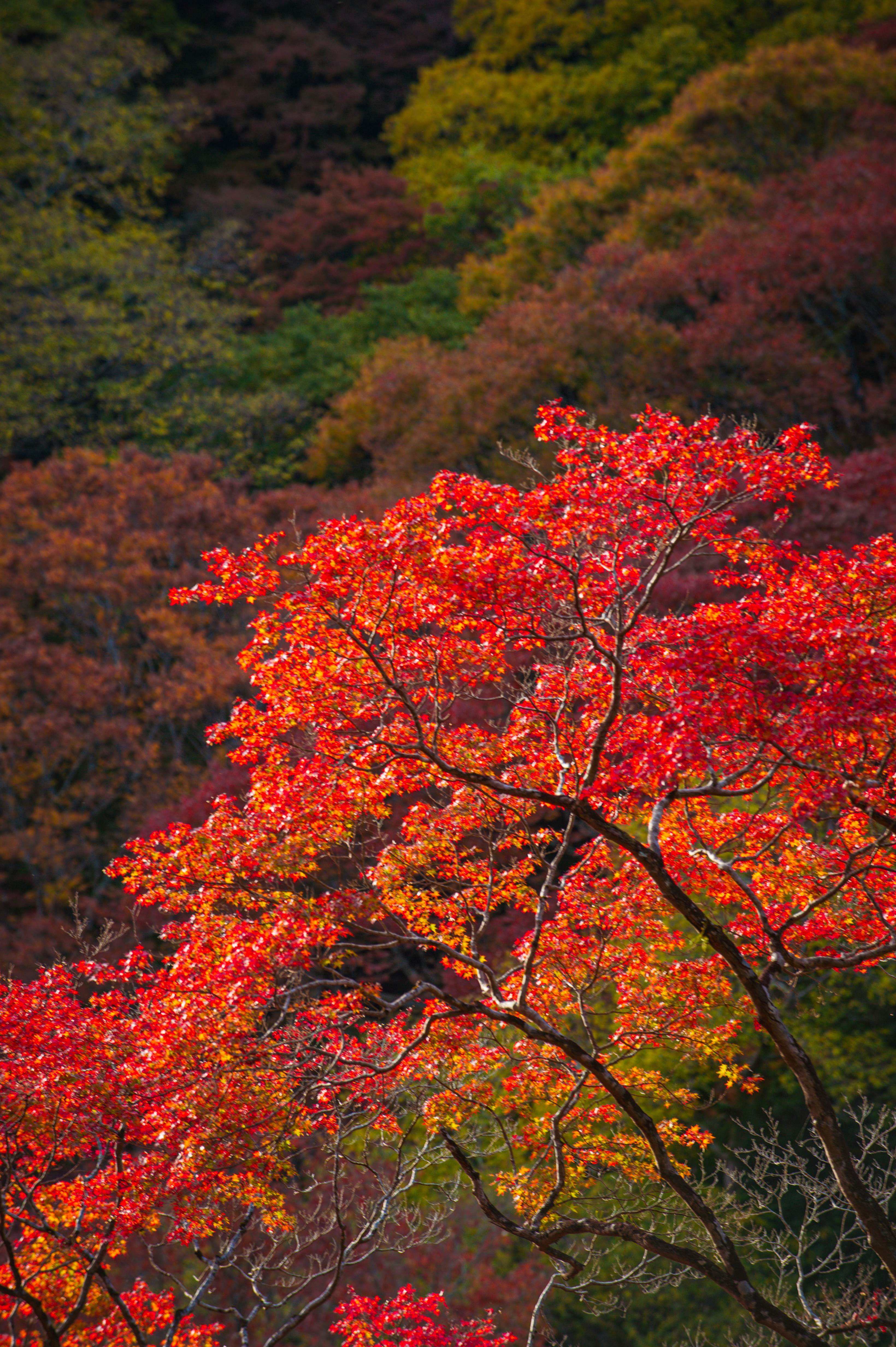Crimson Canopy: Autumn Fire Framing a Tangle of Branches