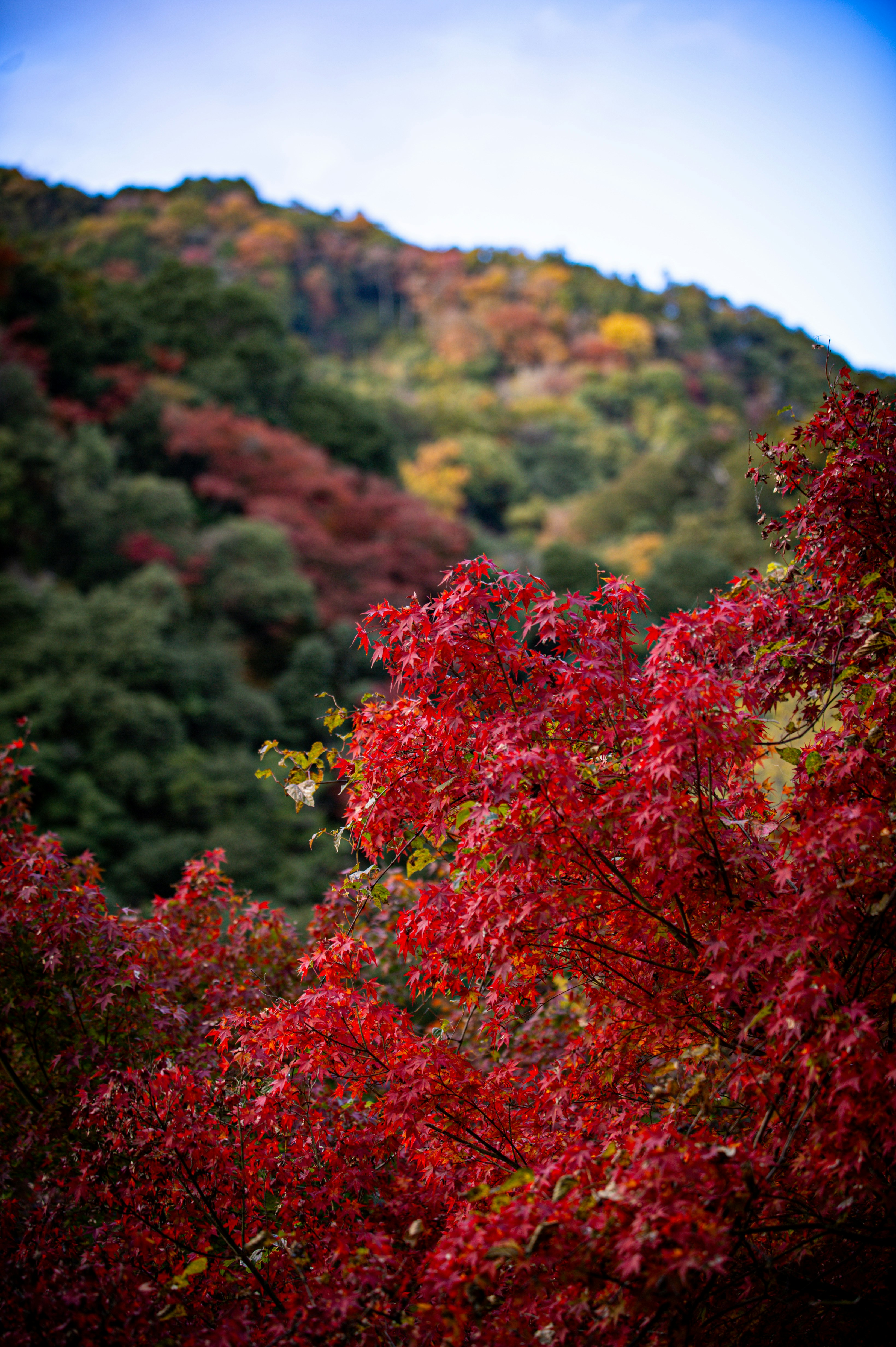 Crimson Canopy Over a Quiet Ridge: Autumn Leaves Framing a Distant Color Sweep