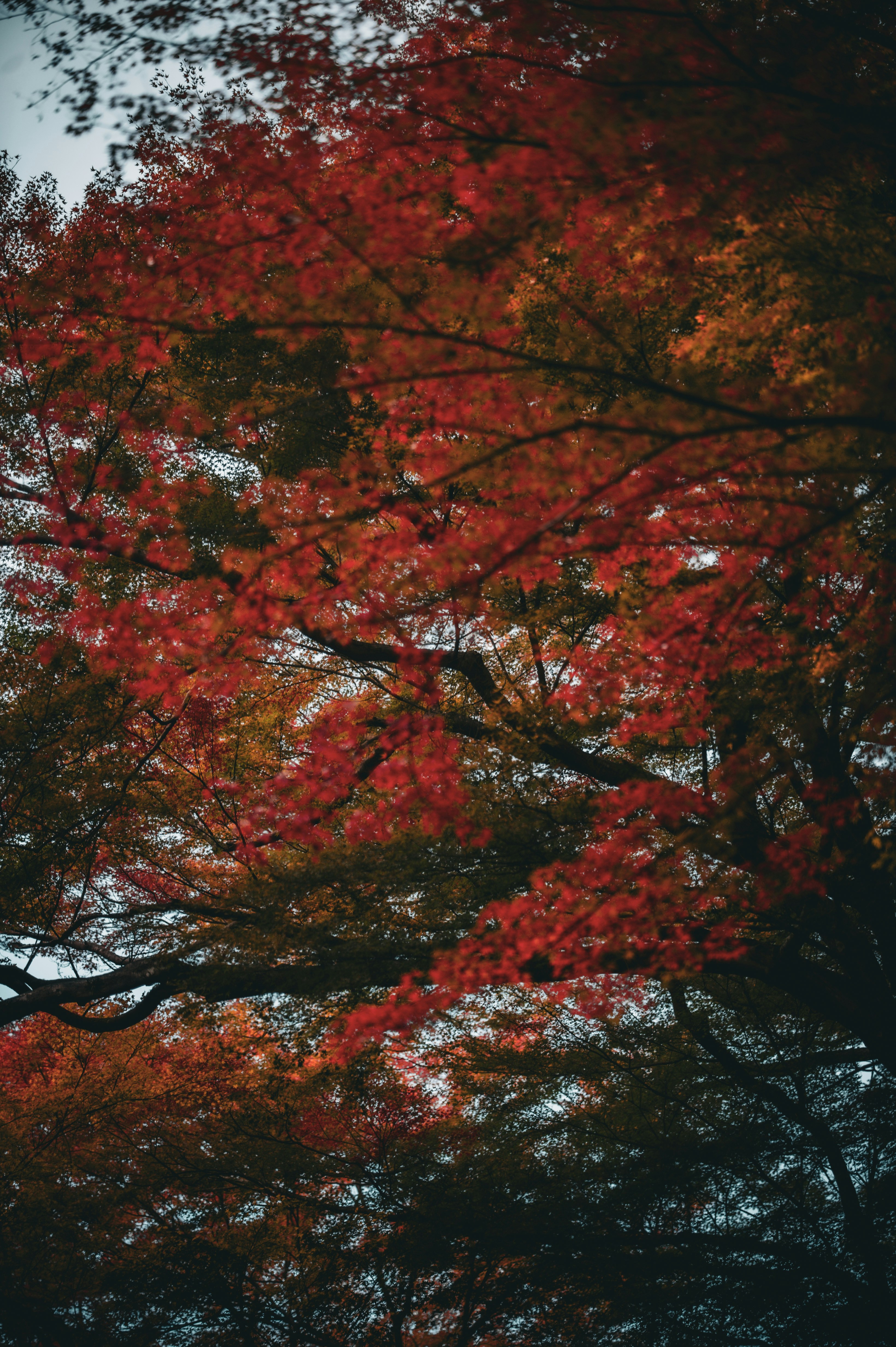 Crimson Canopy: Upward View Through Fall Maple Foliage